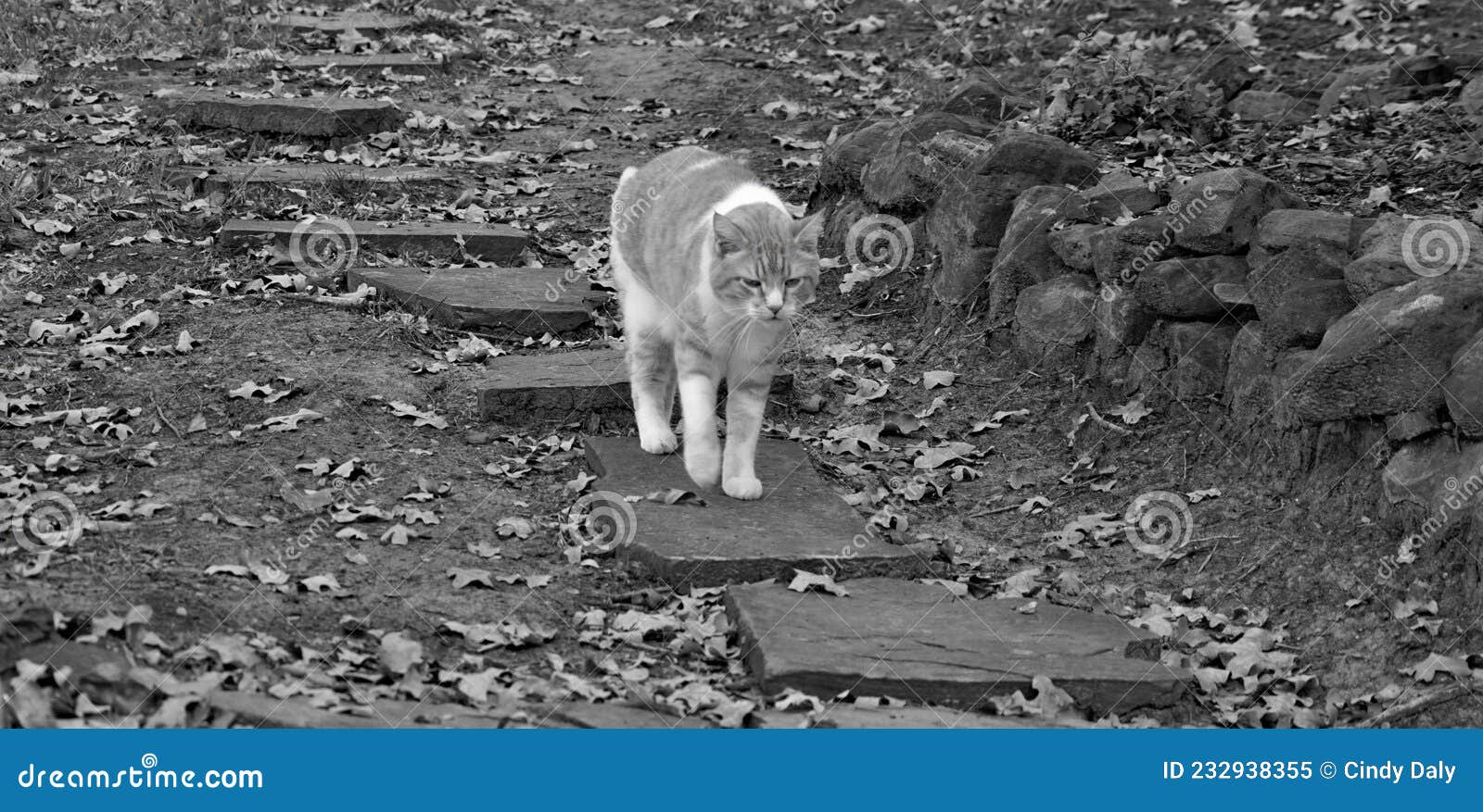 A Tabby Cat Walking Down a Flagstone Path Stock Image - Image of patio ...