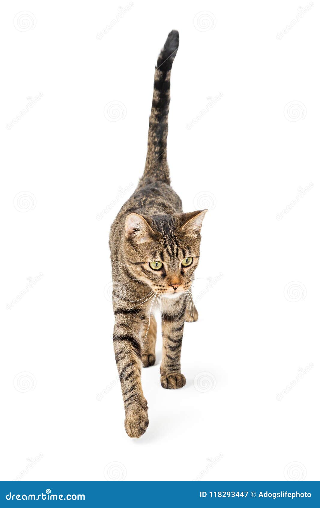 Tabby Cat Walking Forward Joven En Blanco Imagen de archivo - Imagen de ...
