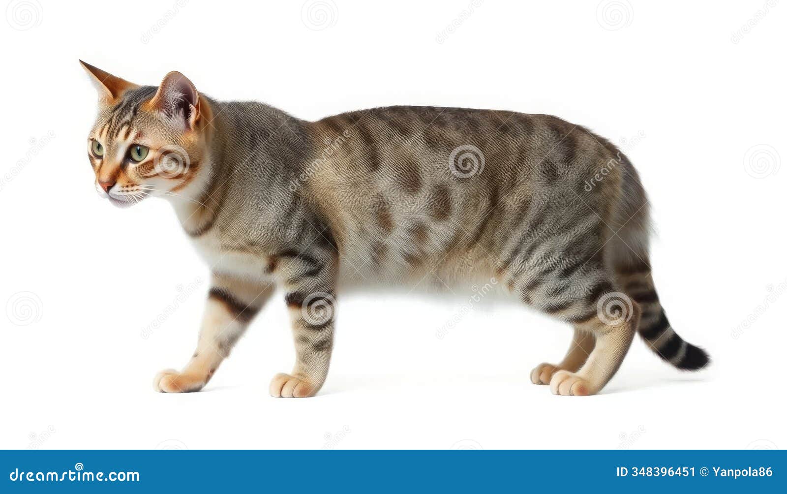 Tabby Cat Walking On A White Background, Side View, Isolated Stock ...