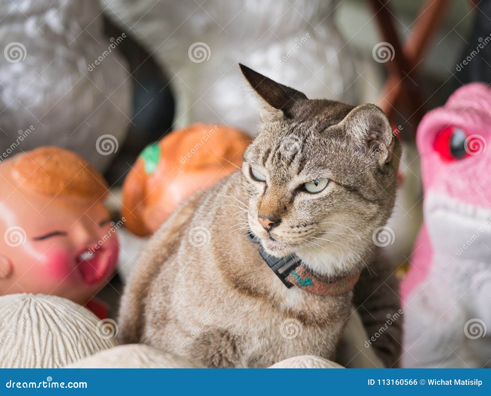 Tabby Cat Was Going To Quarrel with a Doll Stock Photo - Image of ...