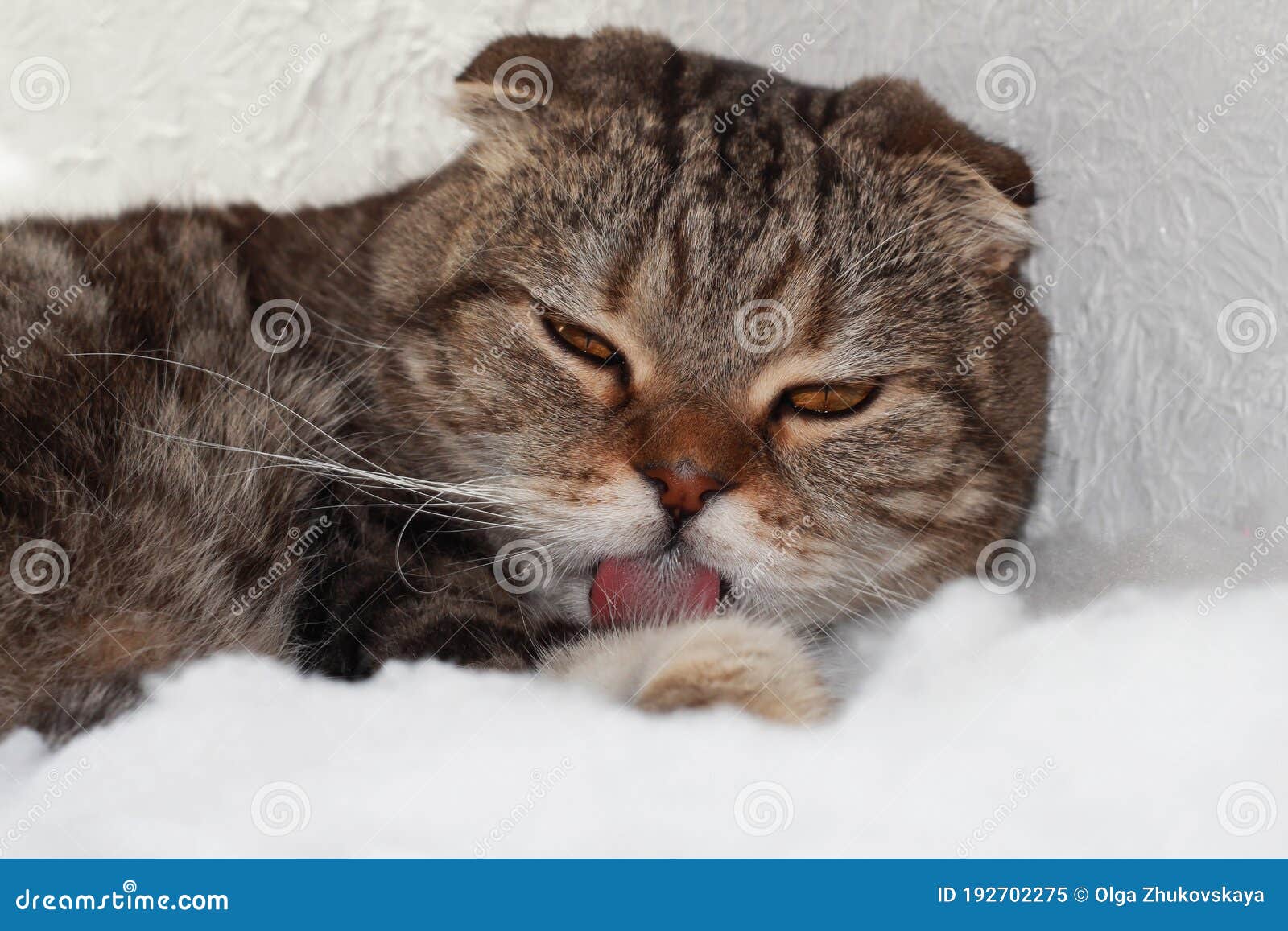 The Tabby Cat is Washing. Home Fuzzy Stock Image - Image of feline ...