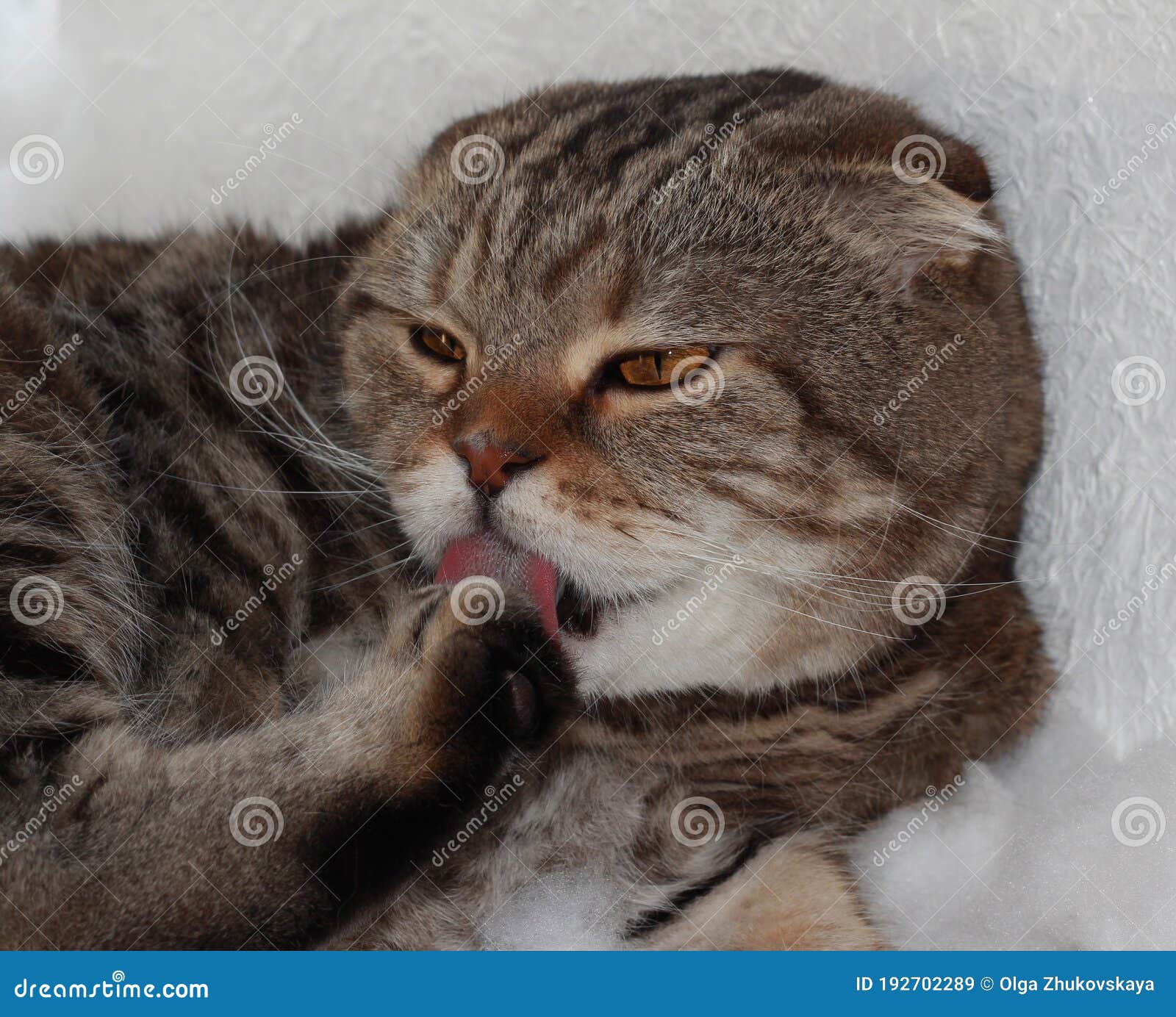 The Tabby Cat is Washing. Home Fuzzy Stock Image - Image of portrait ...