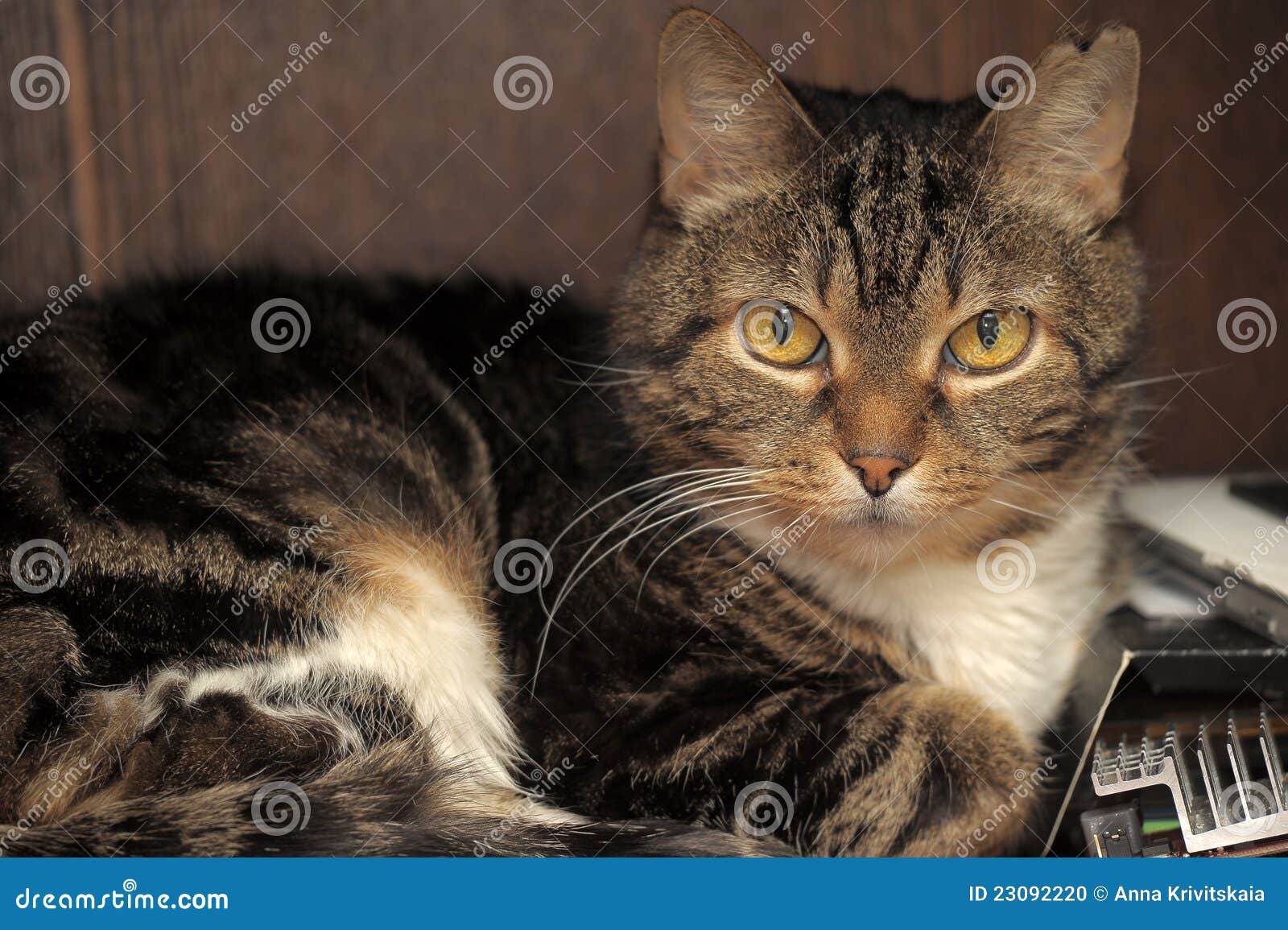 Tabby Cat with a White Chest Stock Photo - Image of common, friendship ...