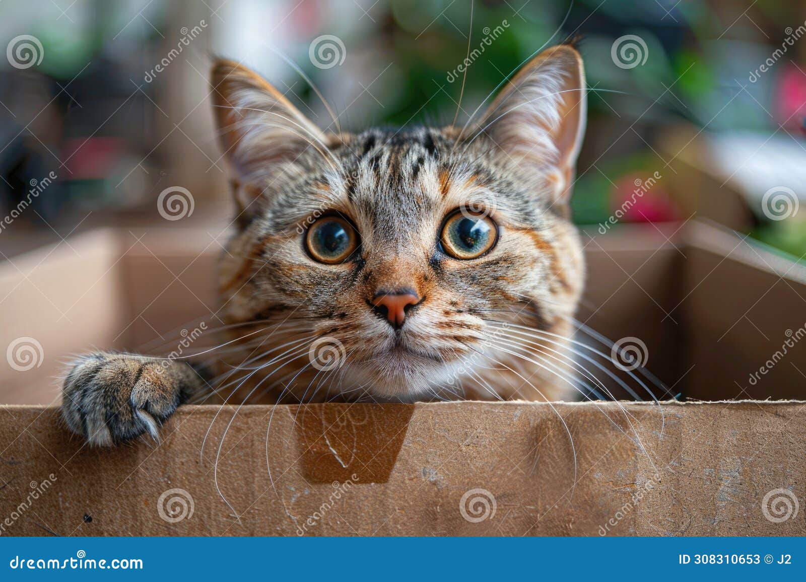 Tabby Cat with Wide Eyes Peeking from a Box. Stock Image - Image of ...