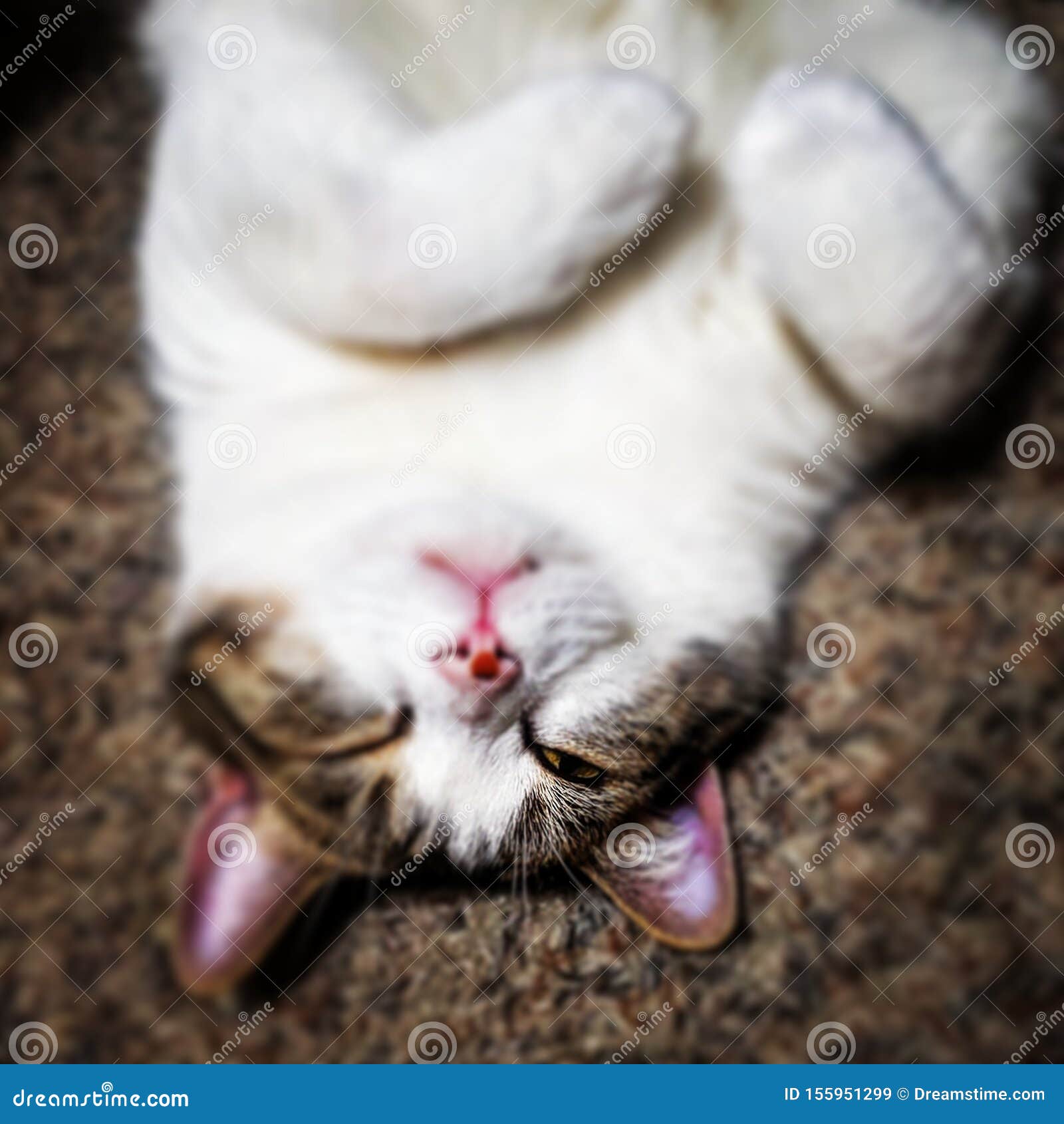 Tabby Cat winking stock image. Image of tabby, cute - 155951299