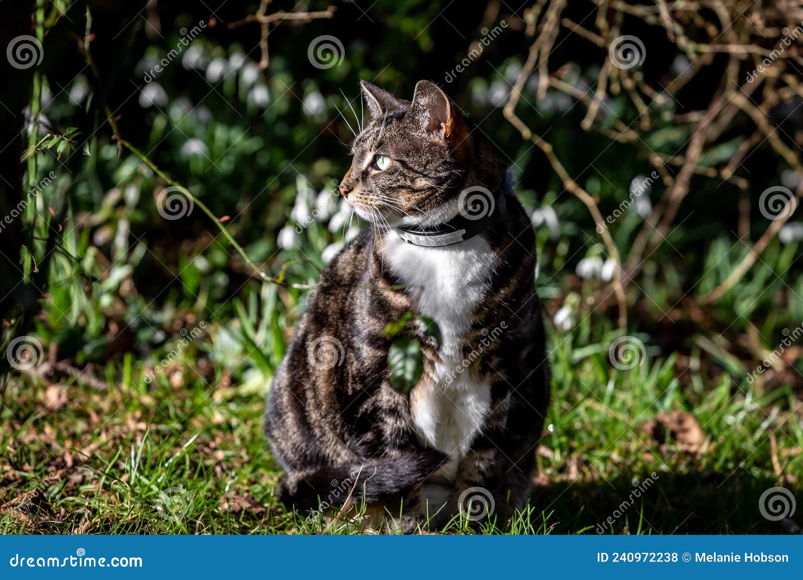 A Tabby Cat in the Winter Sunshine, with Snowdrops Behind Stock Photo ...
