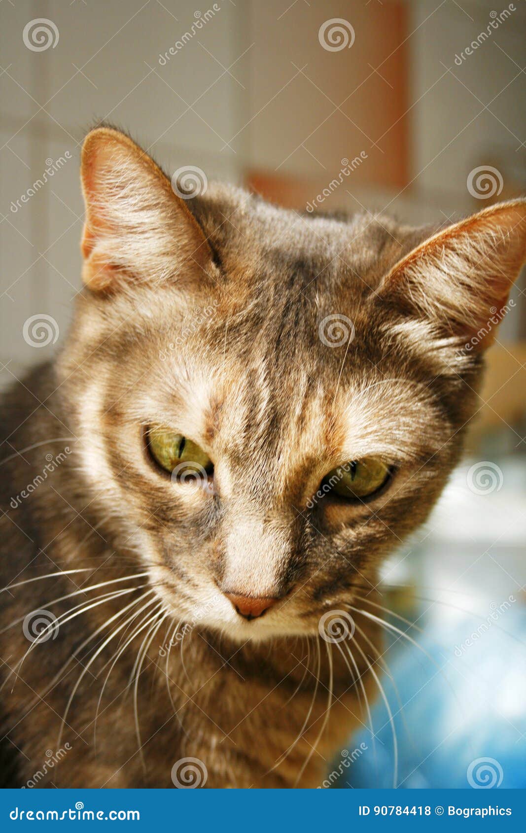 Tabby cat wistful look stock photo. Image of brown, look - 90784418