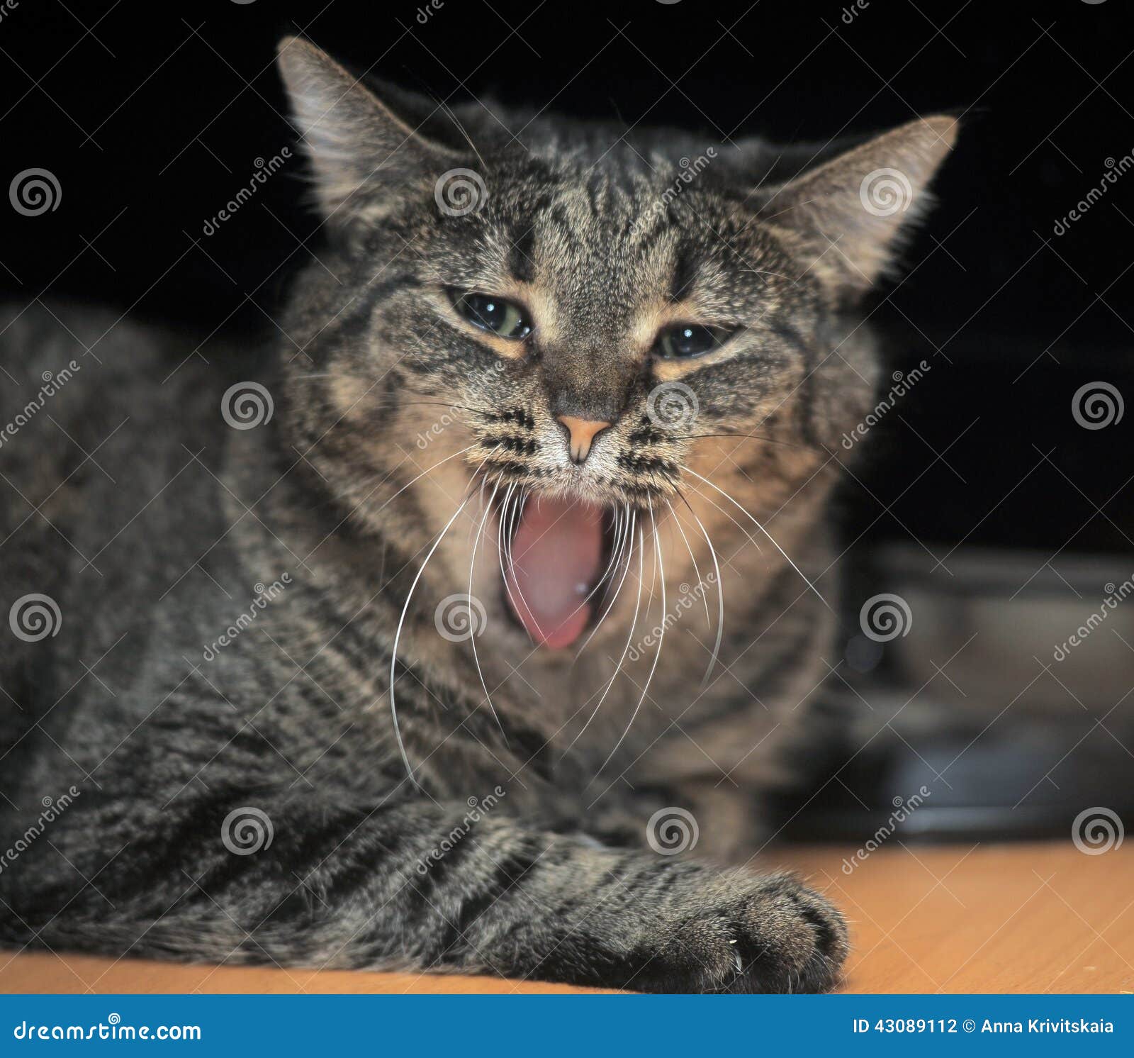 Tabby cat yawning stock photo. Image of colour, gato - 43089112