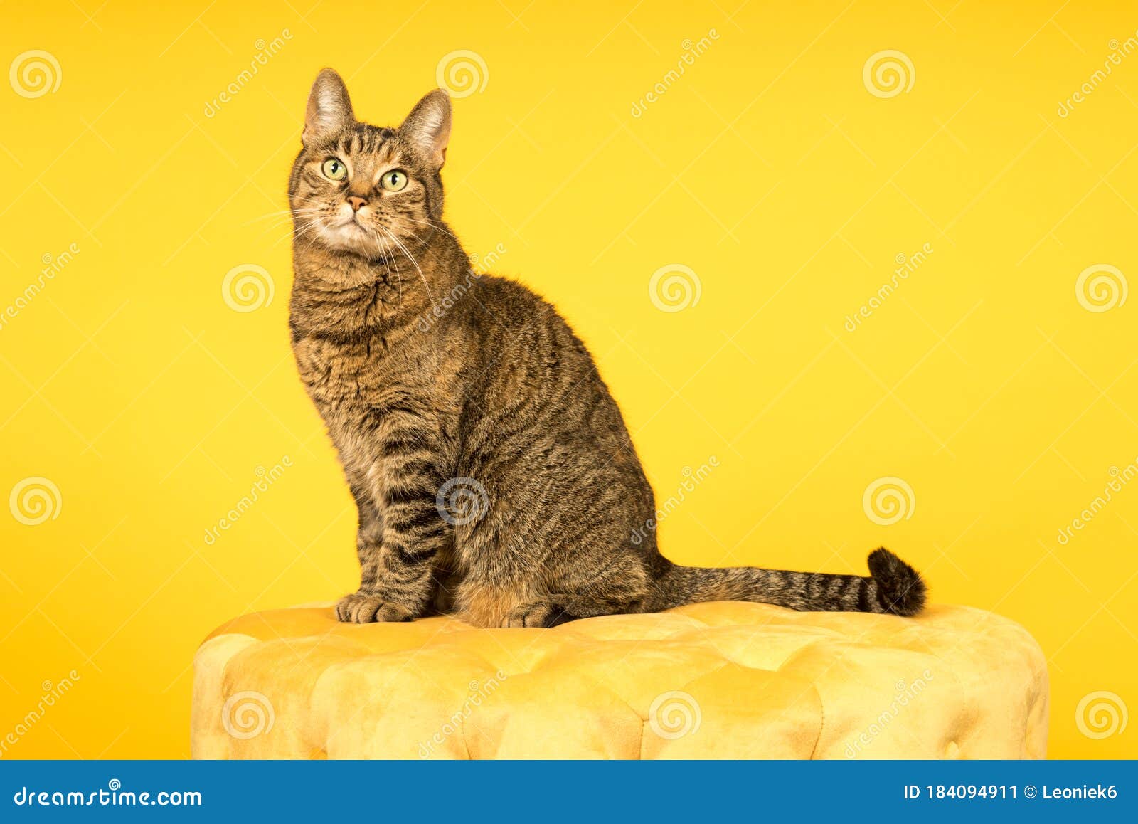 Tabby Cat in a Yellow Studio Setting with Yellow Puf Stock Image ...