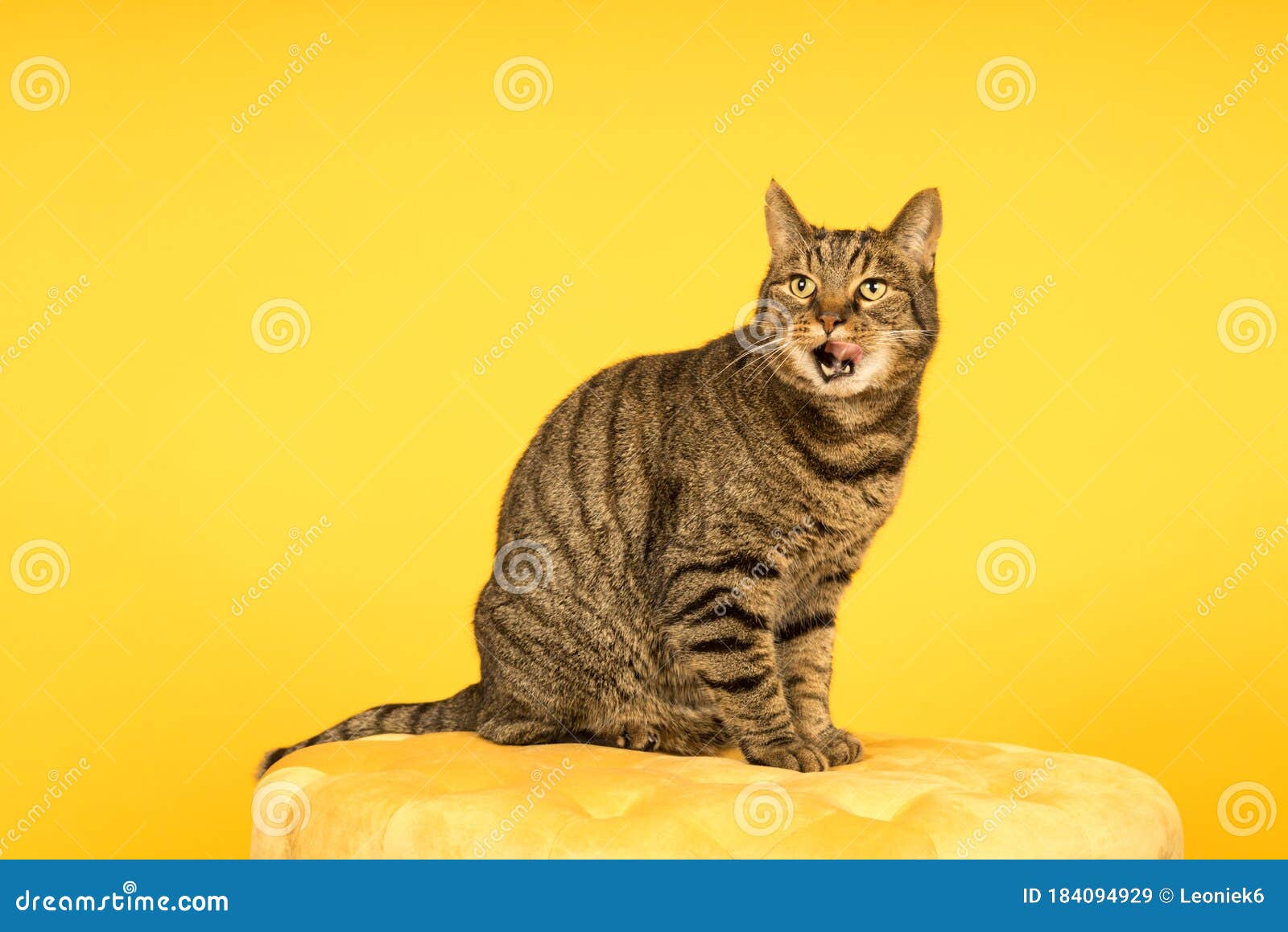Tabby Cat in a Yellow Studio Setting with Yellow Puf Stock Image ...
