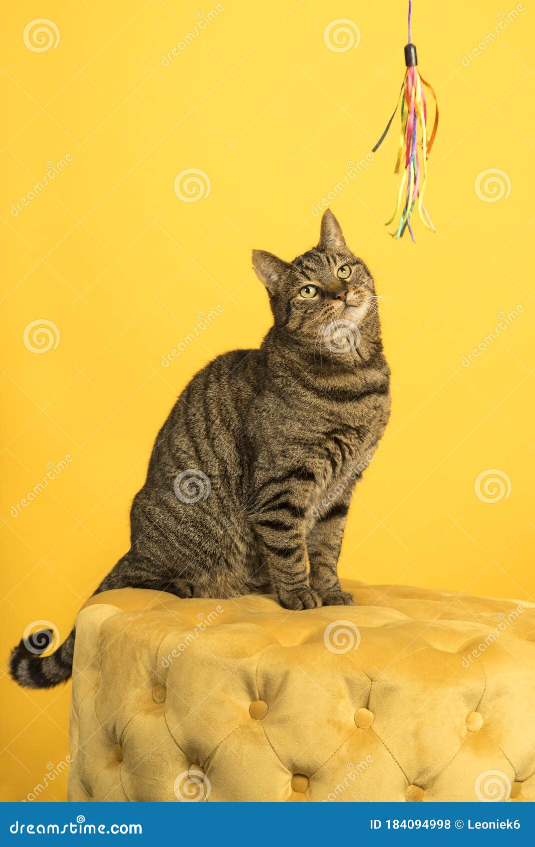 Tabby Cat in a Yellow Studio Setting with Yellow Puf Stock Photo ...