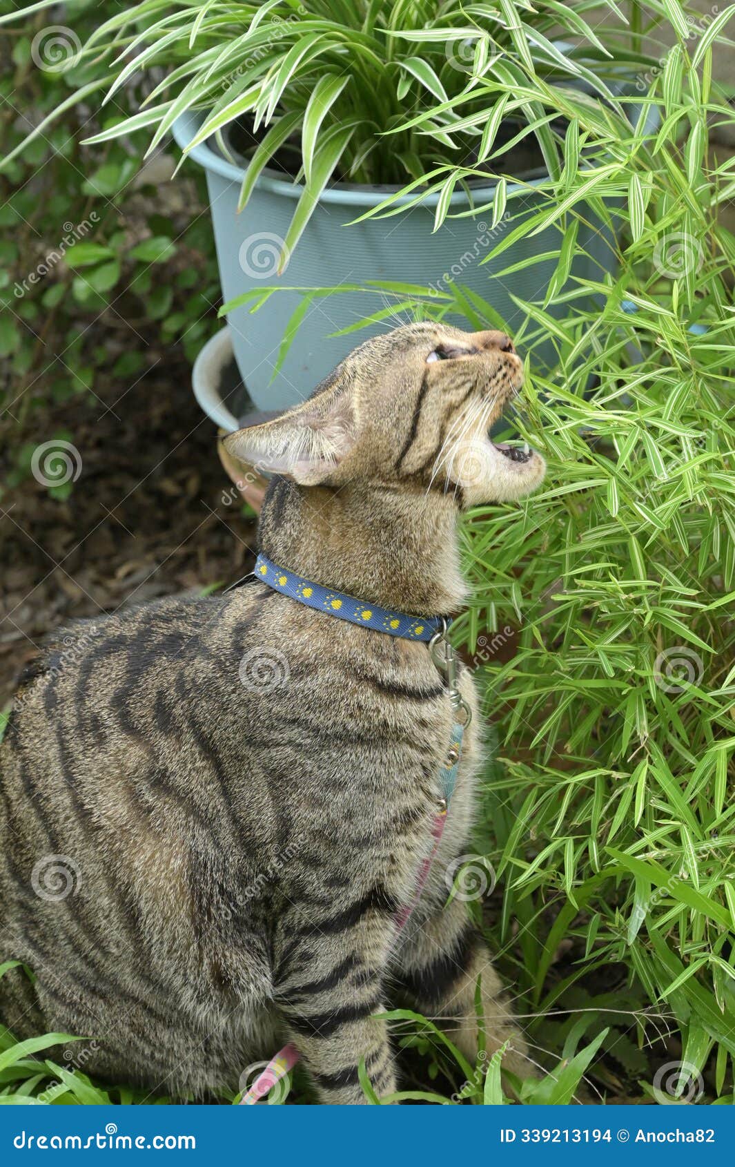Tabby Cats Eat Grass Nature Stock Photo - Image of fresh, domestic ...