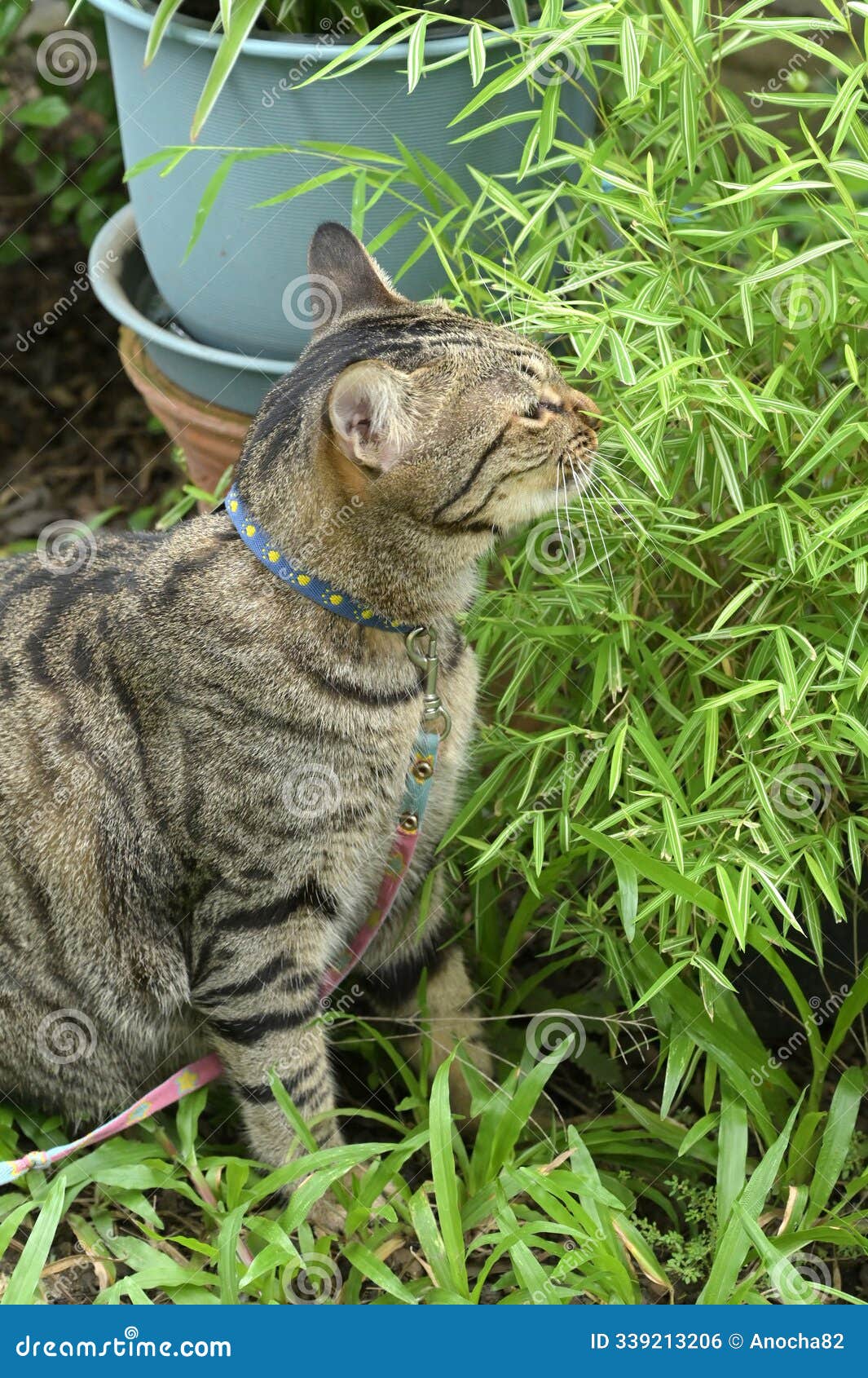 Tabby Cats Eat Grass Nature Stock Photo - Image of whiskers, pretty ...