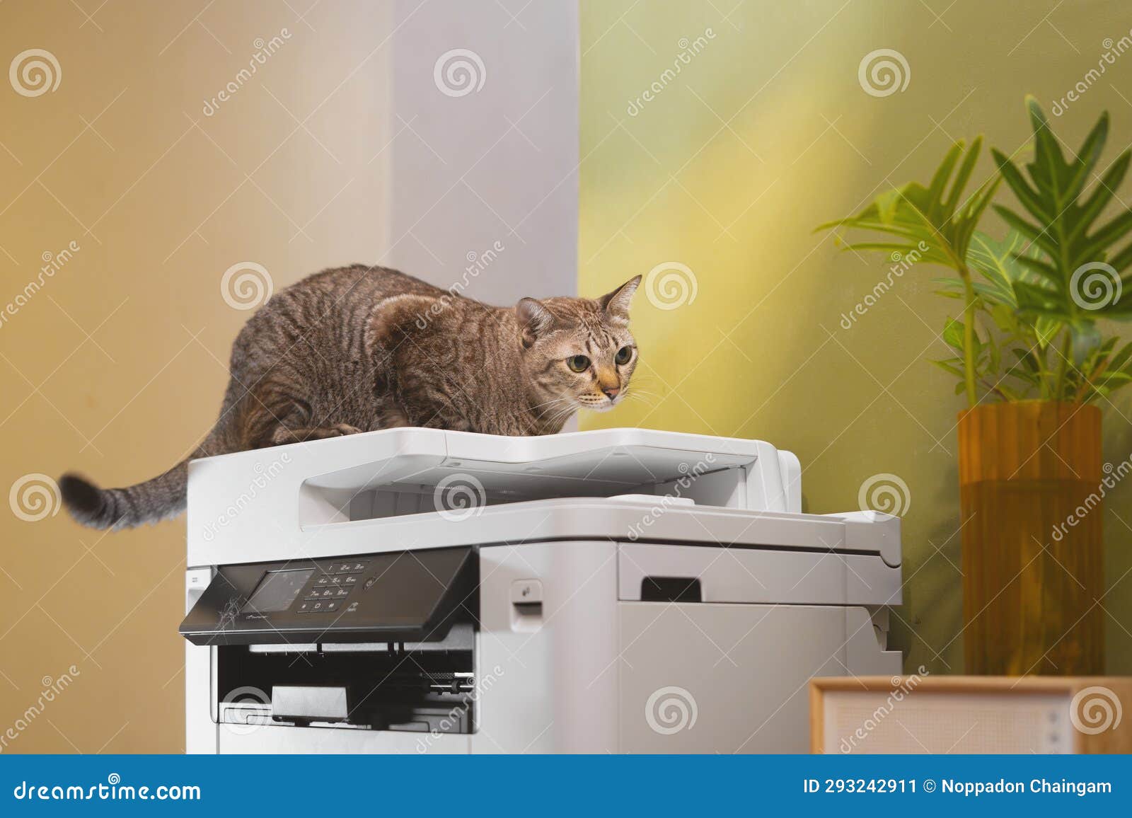 Tabby Cats Sitting on a Multifunction Laser Printer in Home-office ...