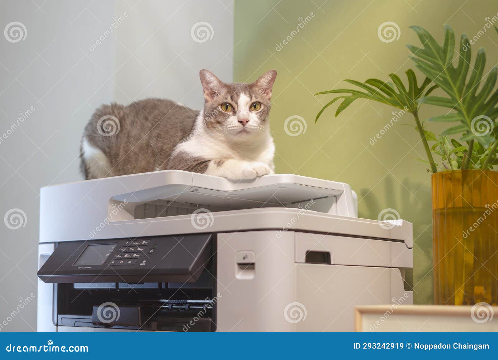 Tabby Cats Sitting on a Multifunction Laser Printer in Home-office ...