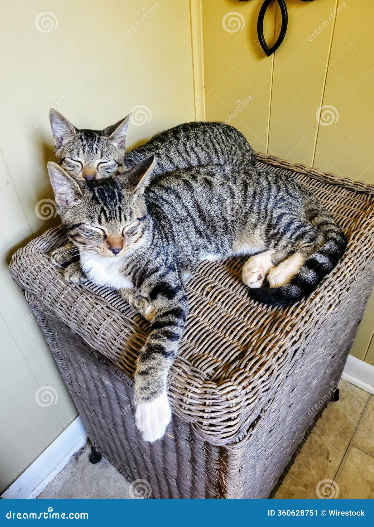 Tabby Cats Sleeping on Wicker Basket Stock Image - Image of warmth ...