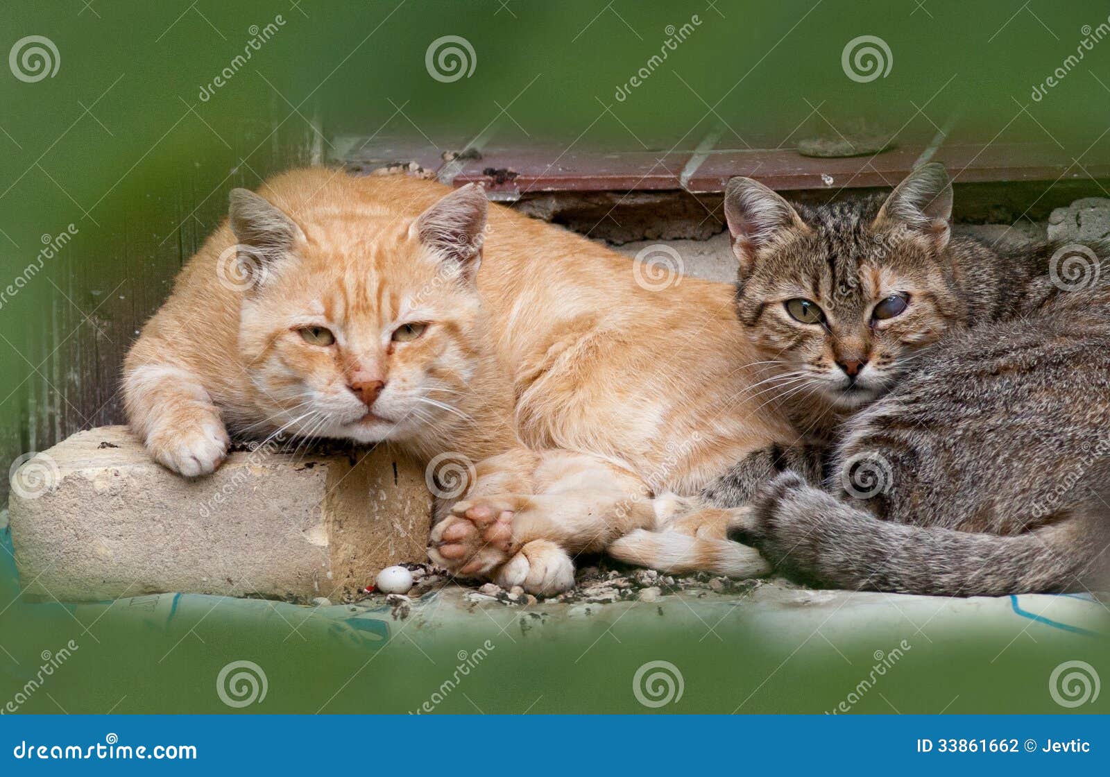 Tabby cats stock photo. Image of predator, looking, nature - 33861662