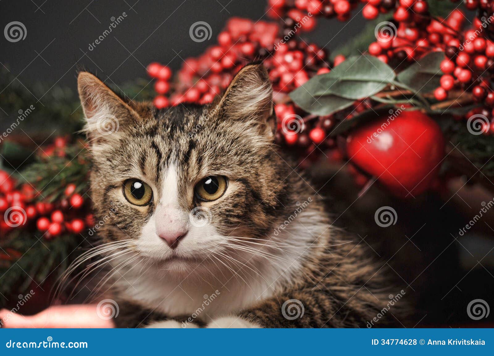 Tabby Christmas cat stock photo. Image of kitten, domestic - 34774628