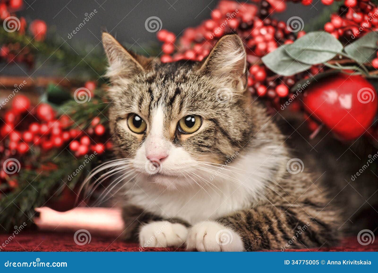 Tabby Christmas cat stock image. Image of holiday, domestic - 34775005