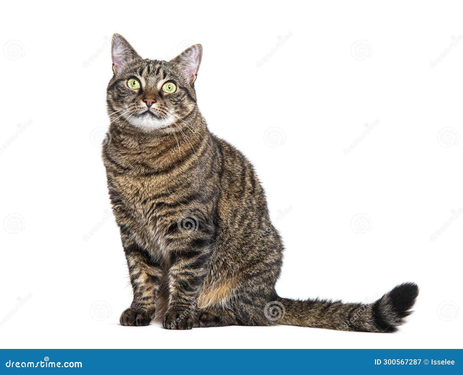 Tabby Crossbreed Cat Sitting in Front and Looking Up, Isolated on White ...