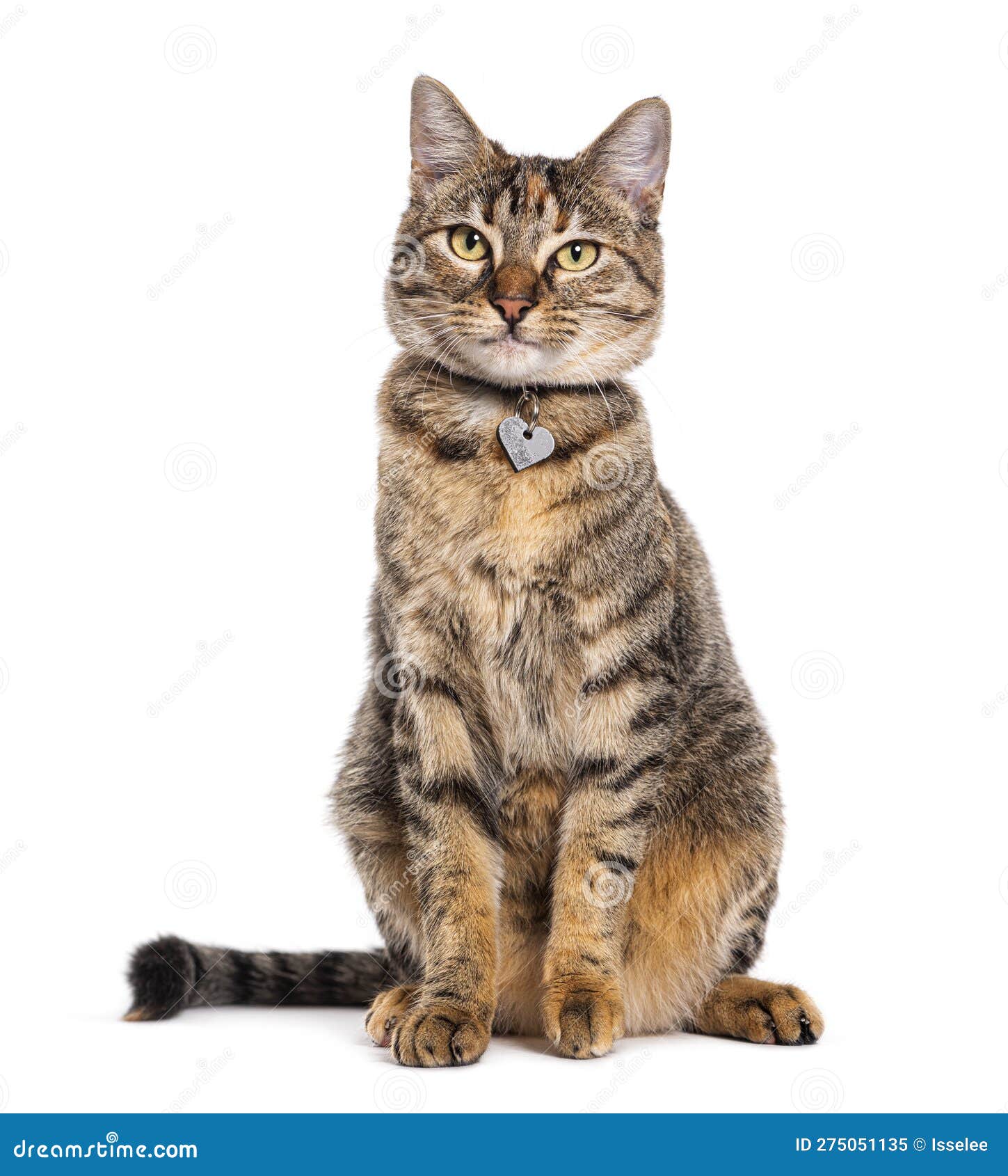 Tabby Crossbreed Cat Wearing a Collar, Isolated on White Stock Image ...