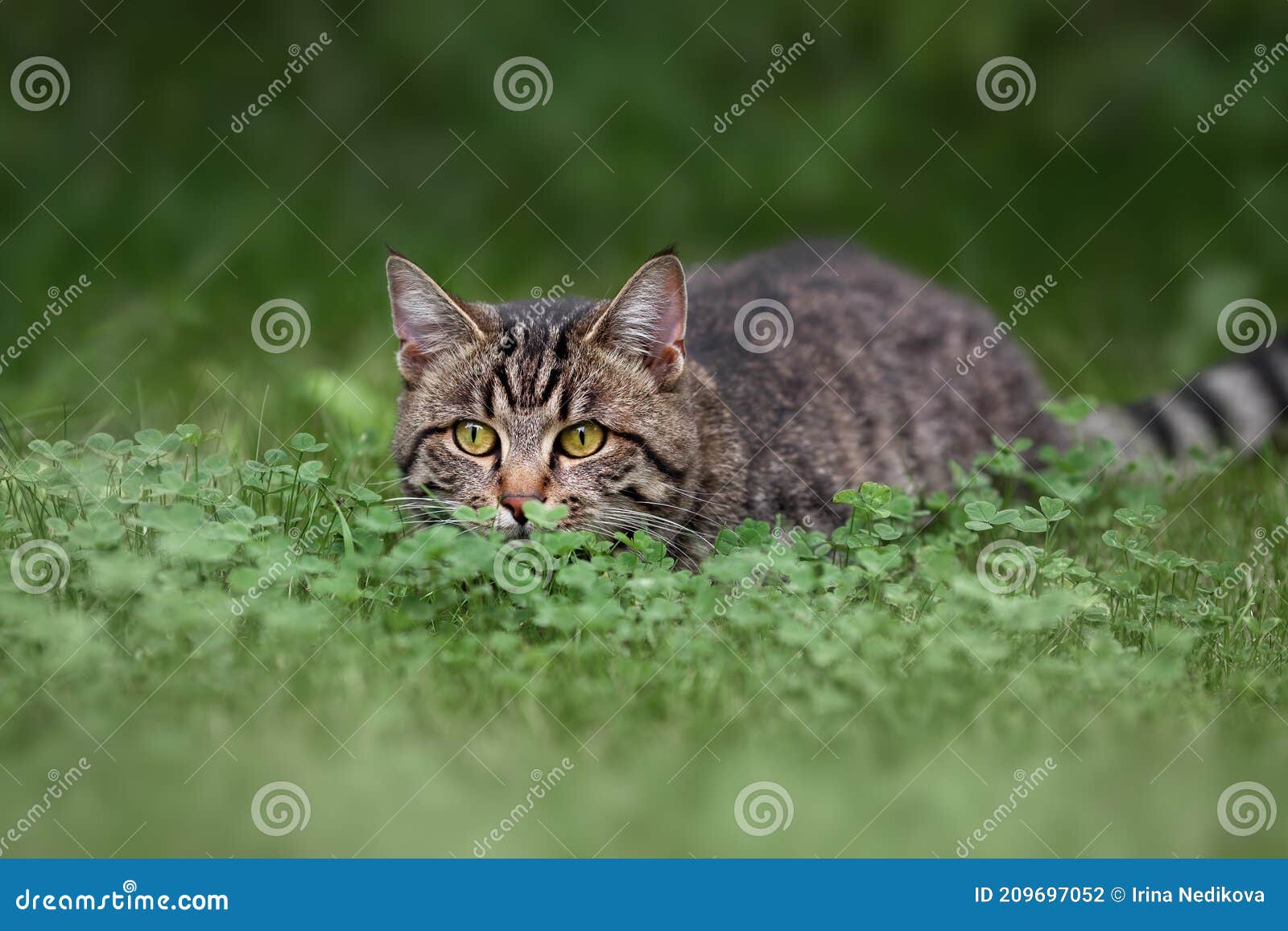 Tabby Domestic Cat Hunting in the Grass Stock Photo - Image of green ...
