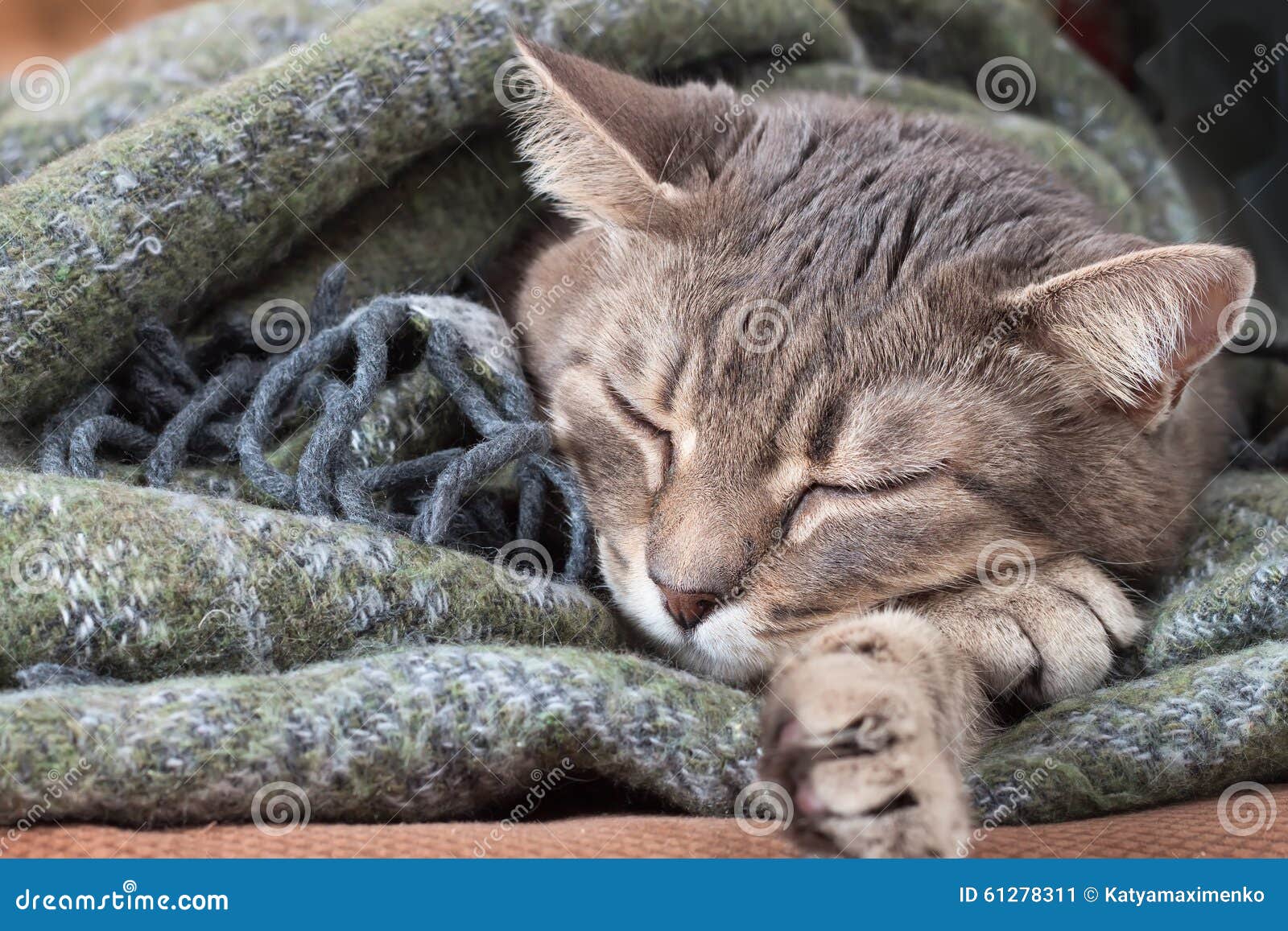 Tabby Gray Cat Resting in a Blanket Stock Image - Image of black ...