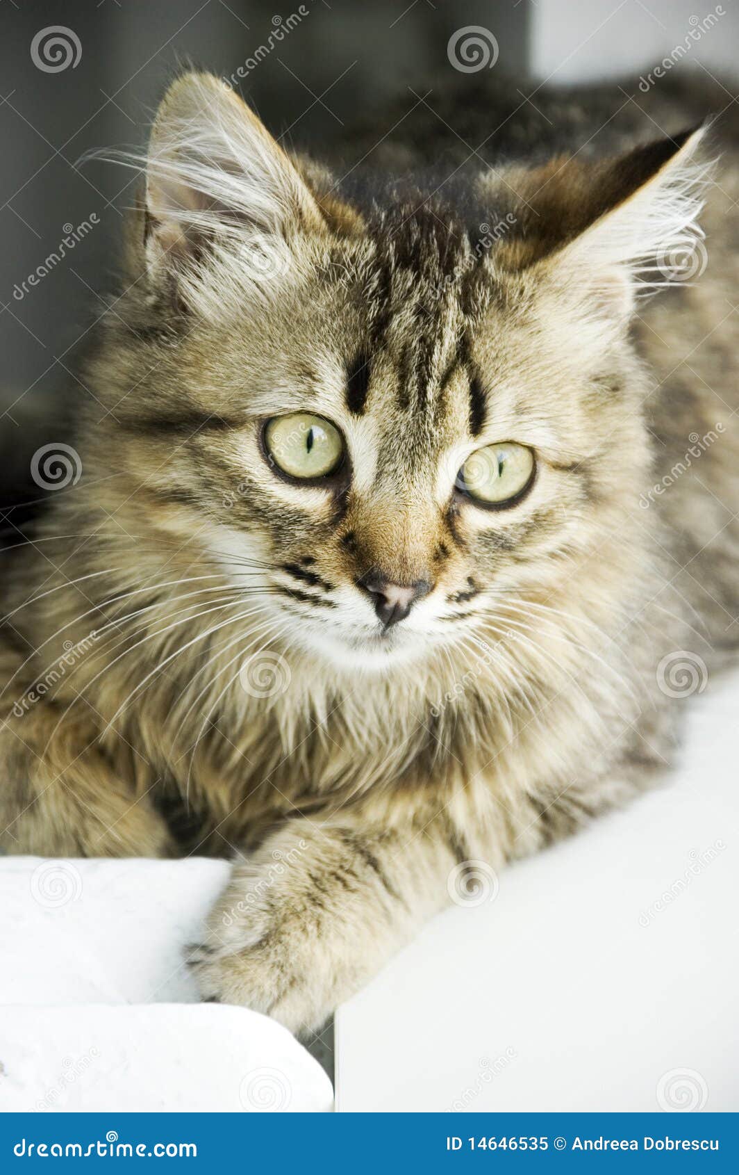 Tabby kitten stock image. Image of sleepy, adorable, newborn - 14646535