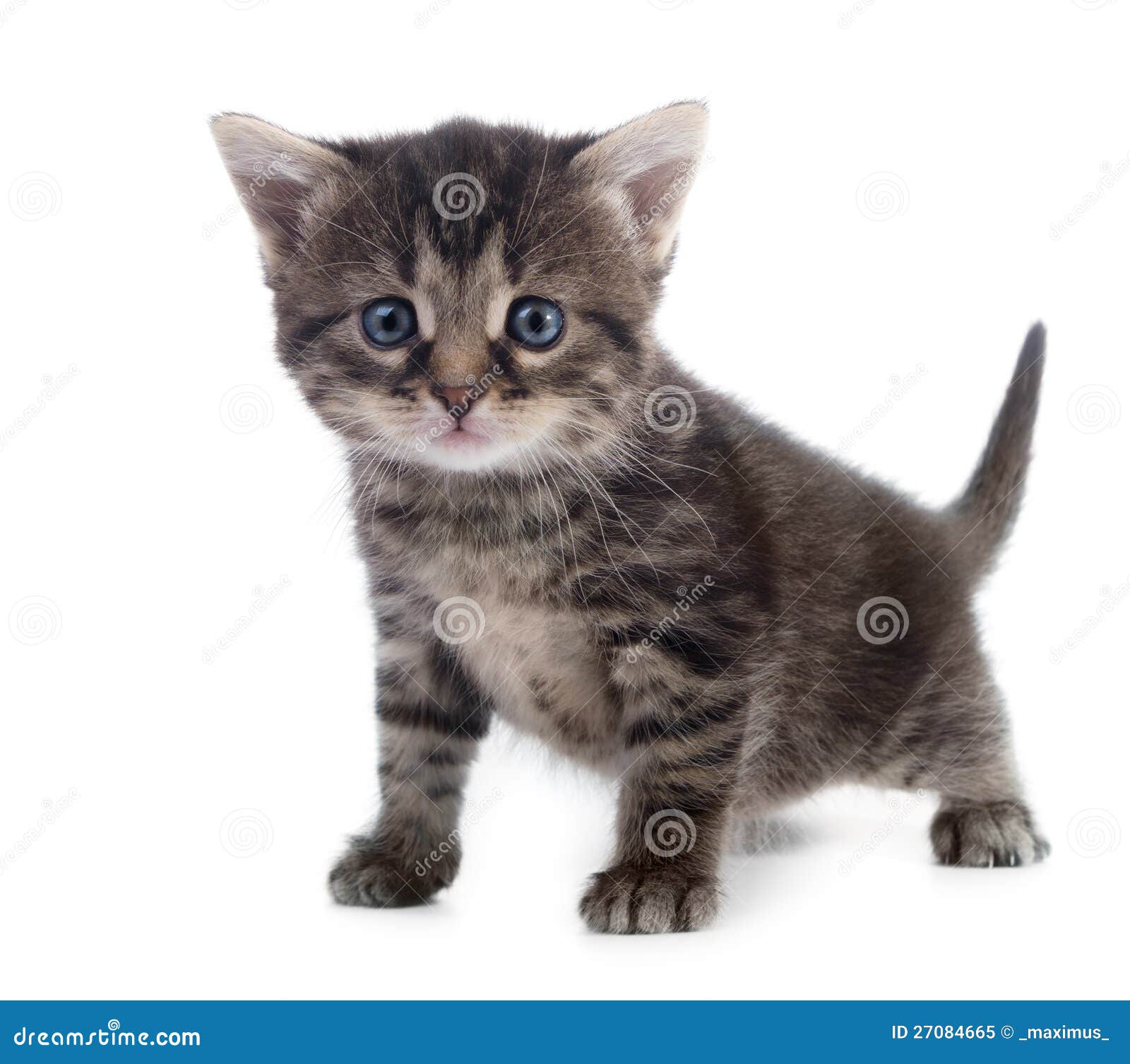 Tabby kitten stock image. Image of feline, funny, copy - 27084665