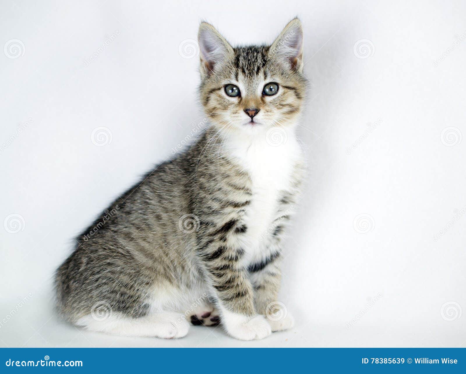 Tabby Kitten Adoption Photo Imagem de Stock - Imagem de animal, foto ...