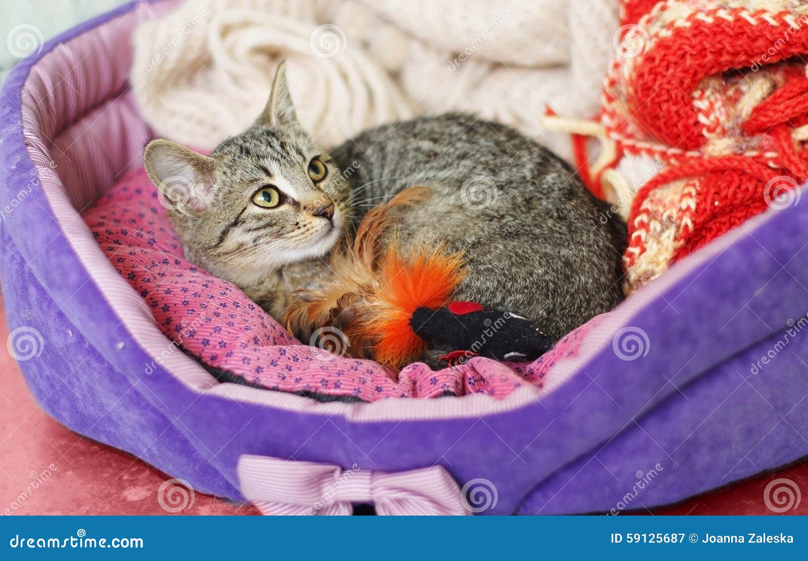 Tabby kitten in den stock image. Image of lying, european - 59125687