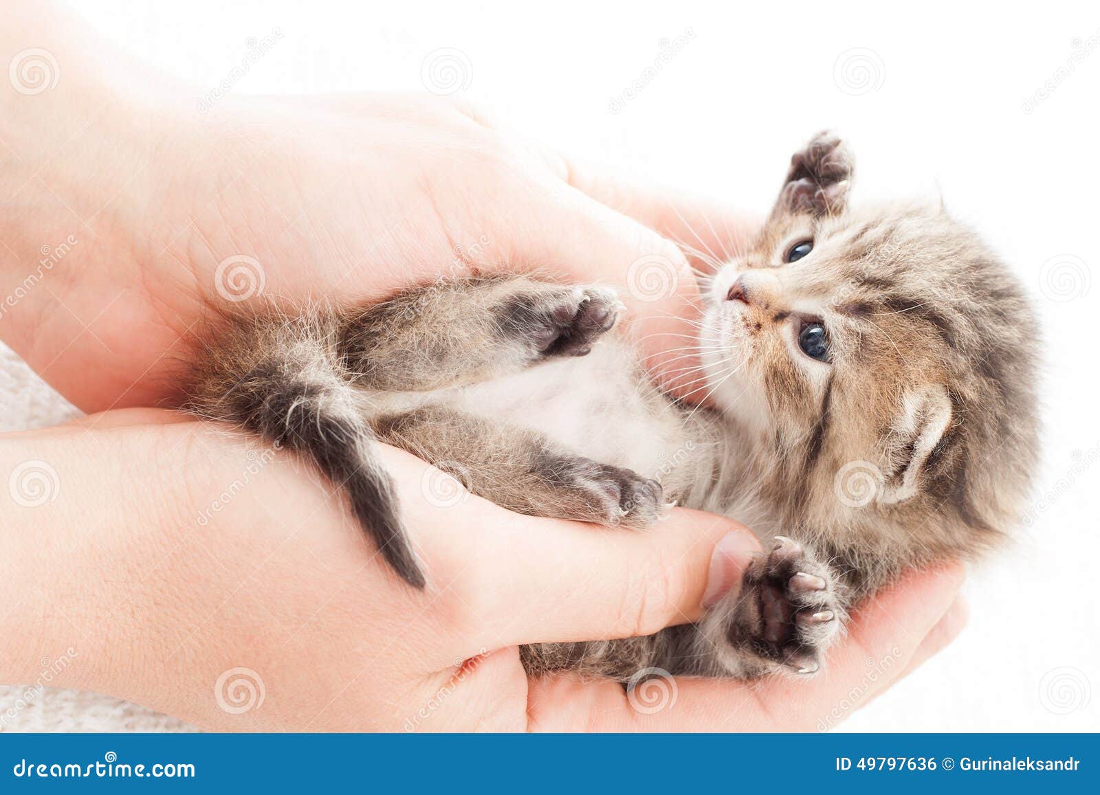 Tabby kitten in hands stock photo. Image of beauty, animals - 49797636