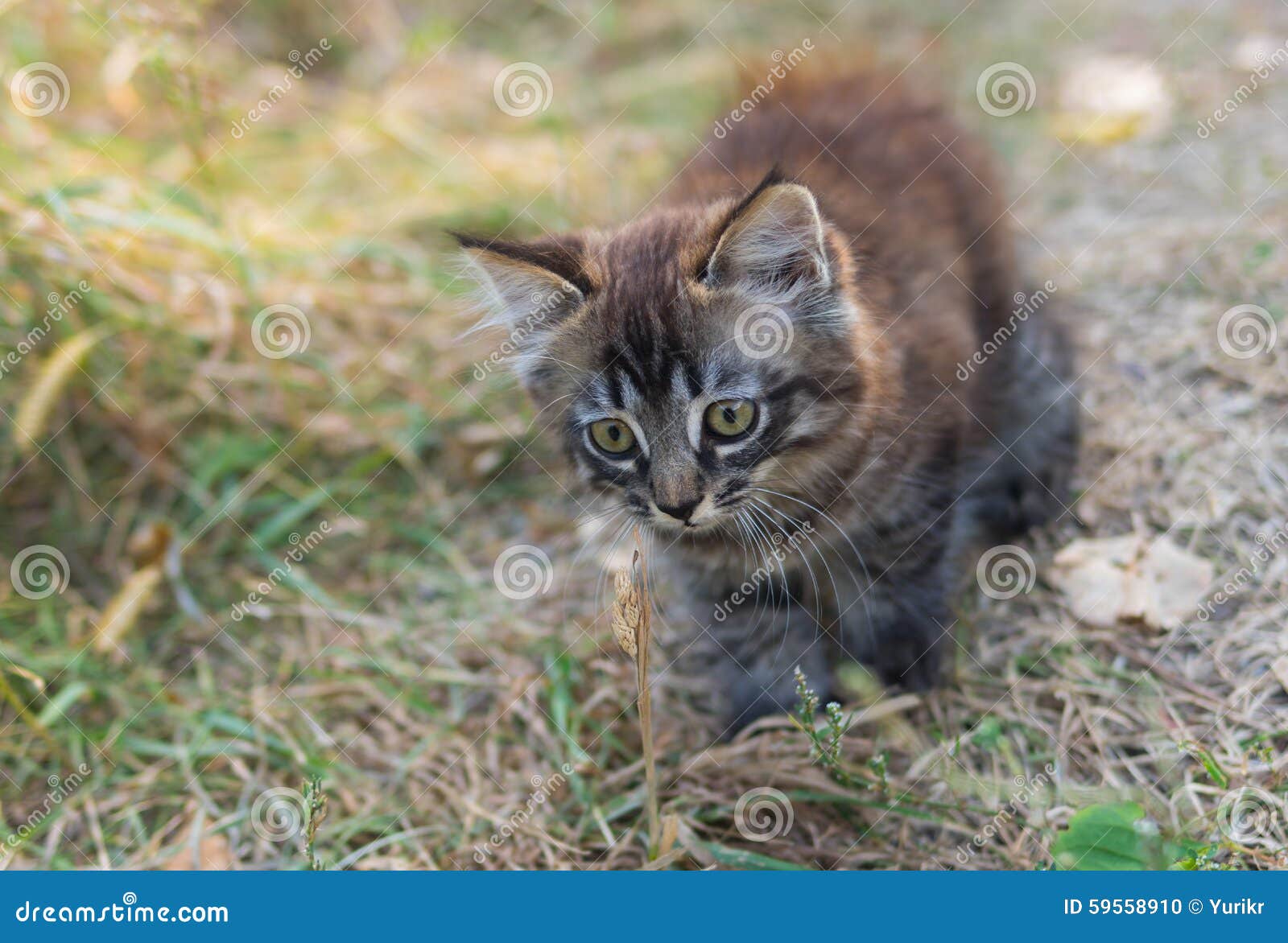 Tabby Kitten Having Fun Outdoor Stock Photo - Image of nature, small ...