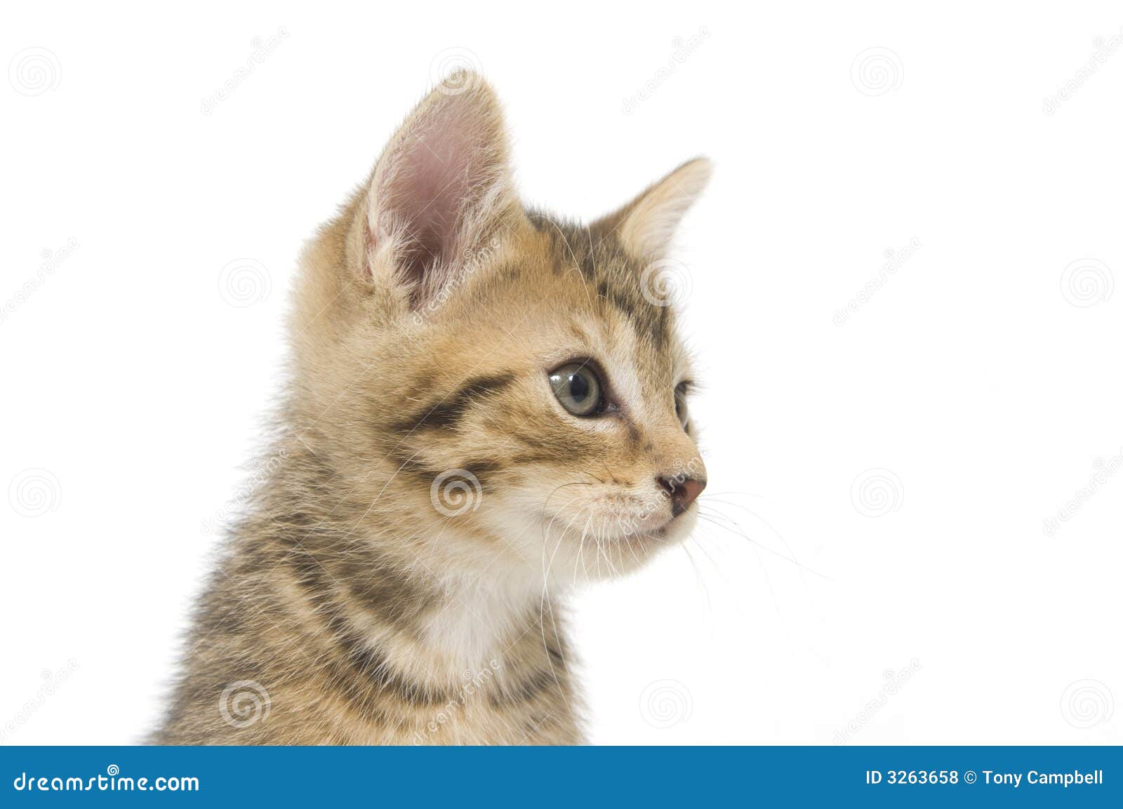 Tabby kitten looking right stock photo. Image of nature - 3263658