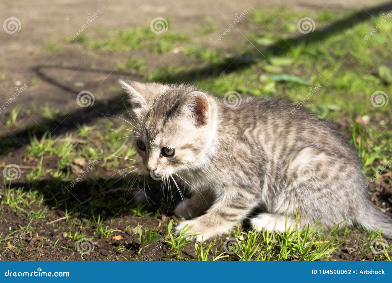 Tabby Kitten Play Outside stockfoto. Bild von kätzchen - 104590062