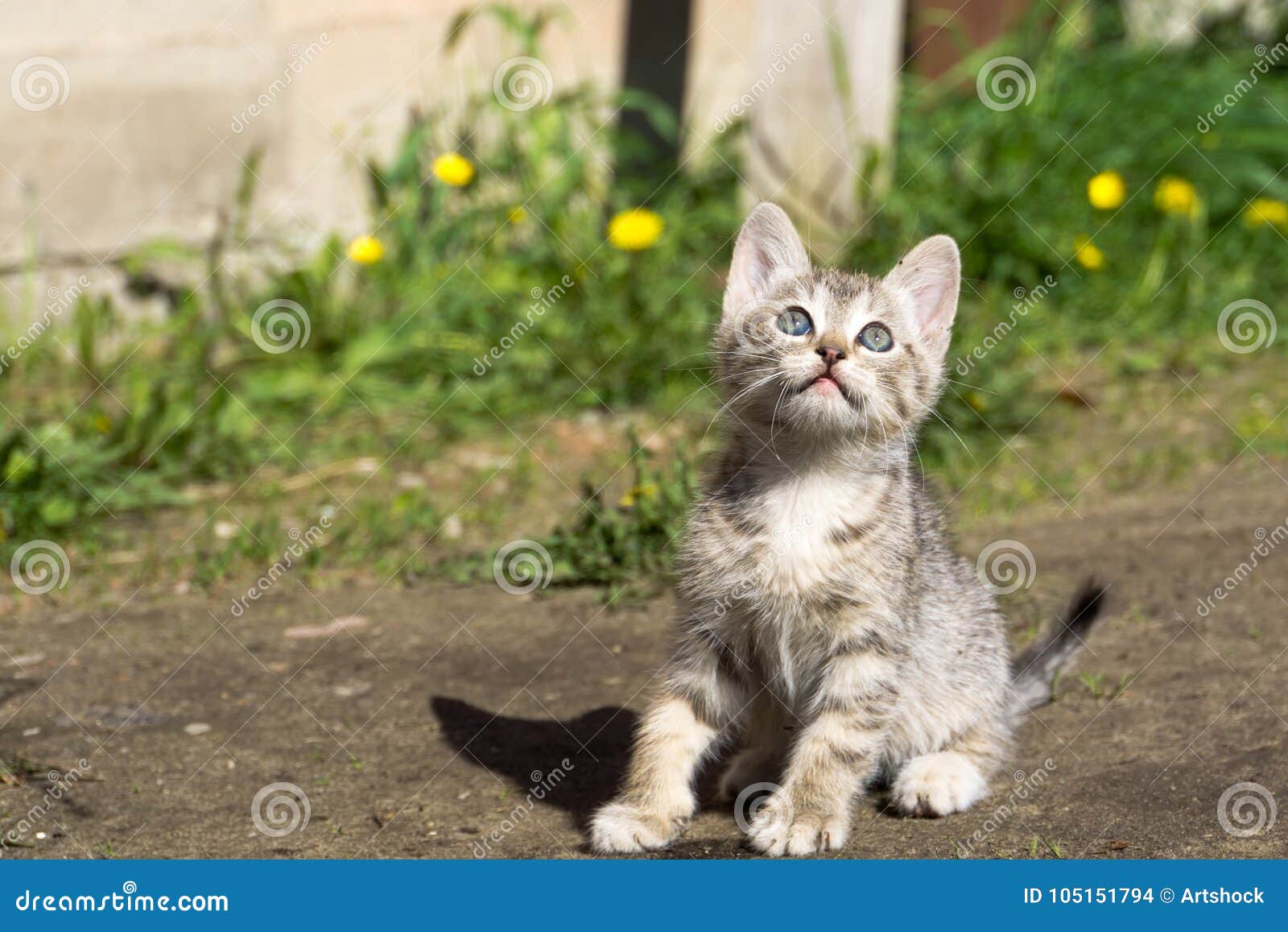 Tabby Kitten Play Outside photo stock. Image du mammifère - 105151794