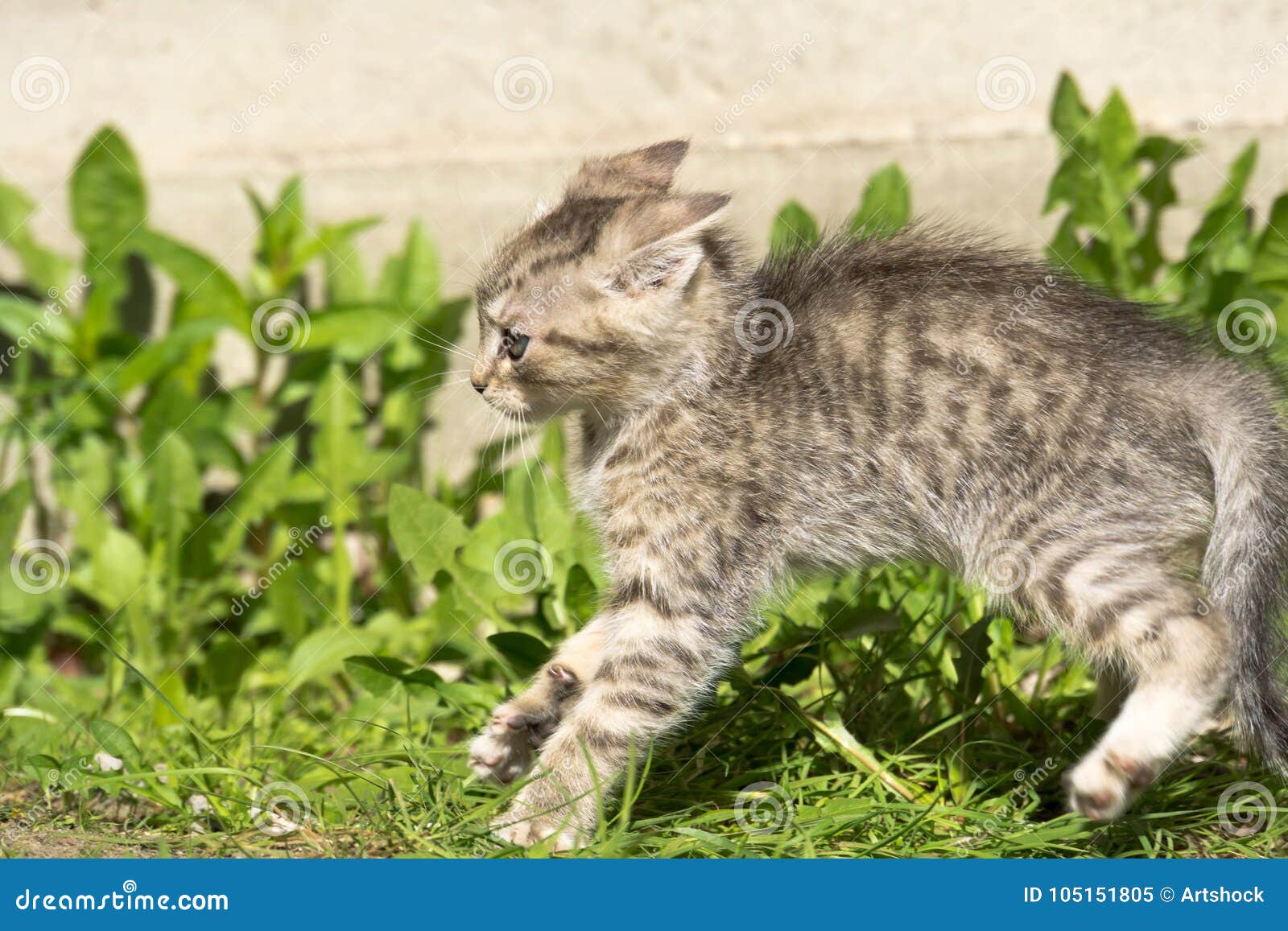 Tabby Kitten Play Outside imagen de archivo. Imagen de dulce - 105151805