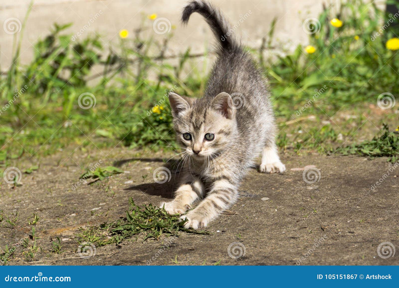 Tabby Kitten Play Outside imagem de stock. Imagem de gato - 105151867