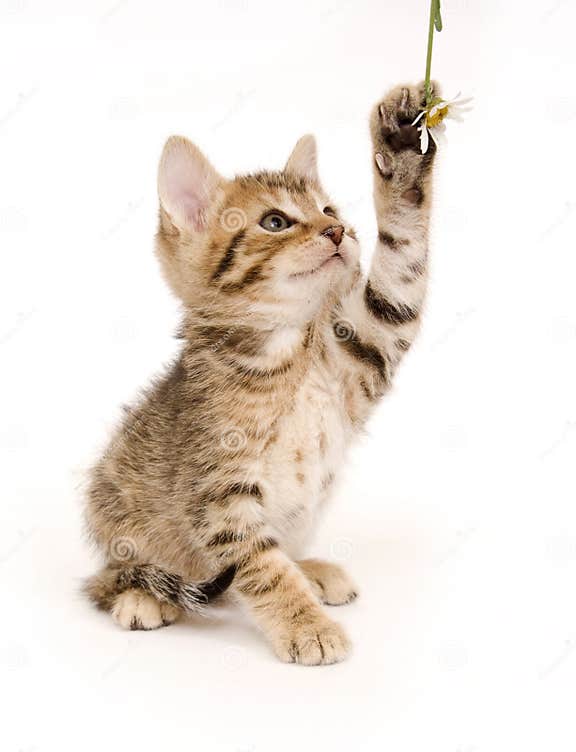 Tabby kitten playing stock image. Image of baby, tail - 2863215