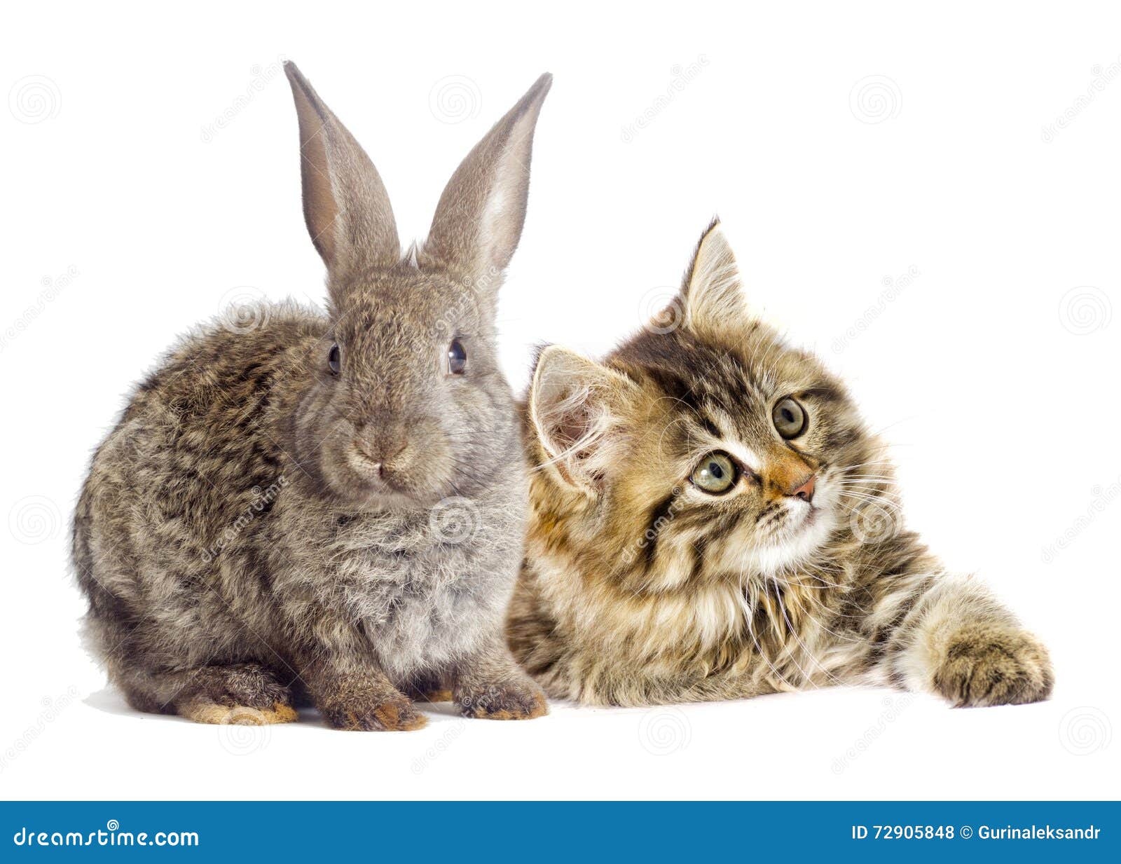 Tabby kitten and rabbit stock photo. Image of fluffy - 72905848