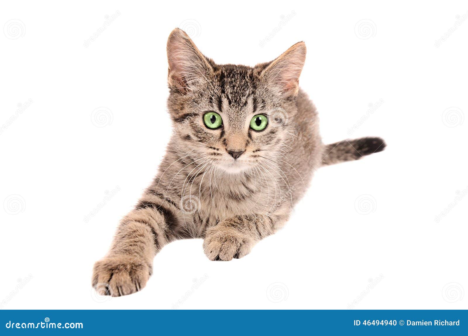 Tabby kitten reaching stock photo. Image of whiskers - 46494940