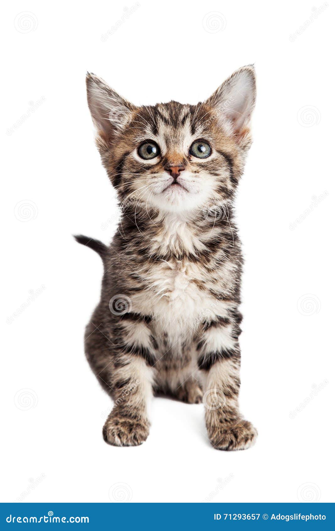 Tabby Kitten Sitting Facing Forward Stockbild - Bild von miezekatze ...