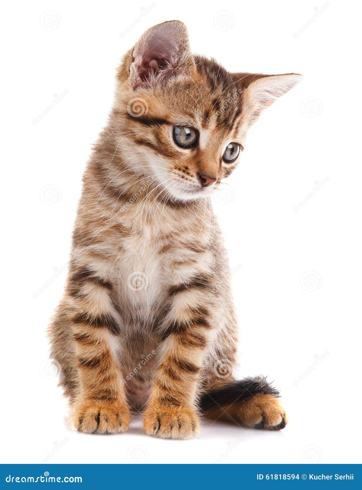 Tabby kitten sitting stock photo. Image of nature, beauty - 61818594