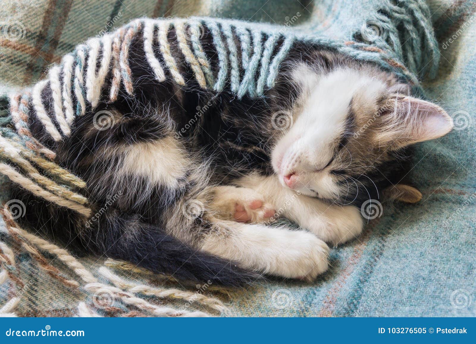 Tabby Kitten Sleeping Under Wool Blanket Stock Image - Image of animal ...