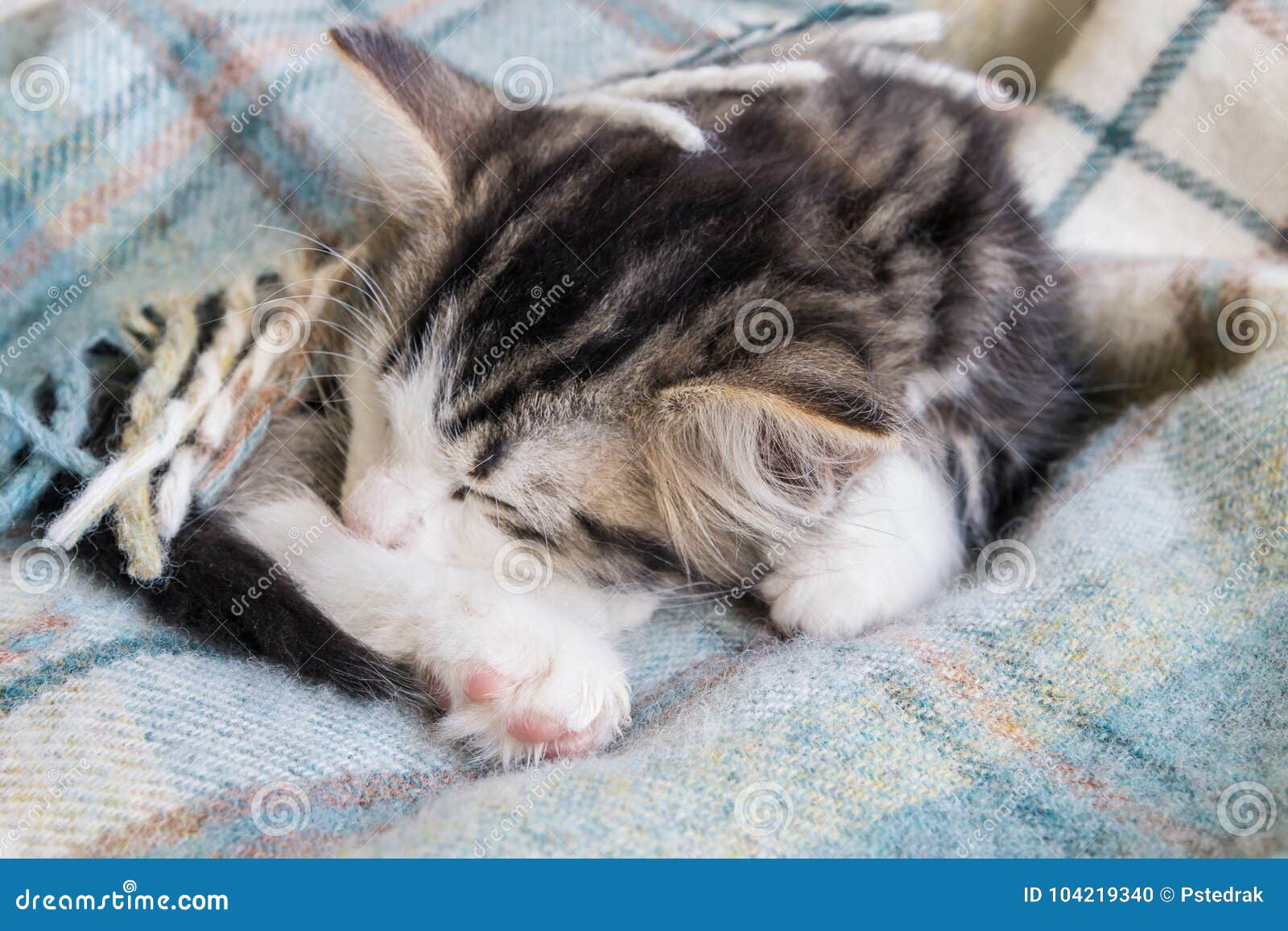 Tabby Kitten Sleeping Wrapped in Wool Blanket Stock Photo - Image of ...