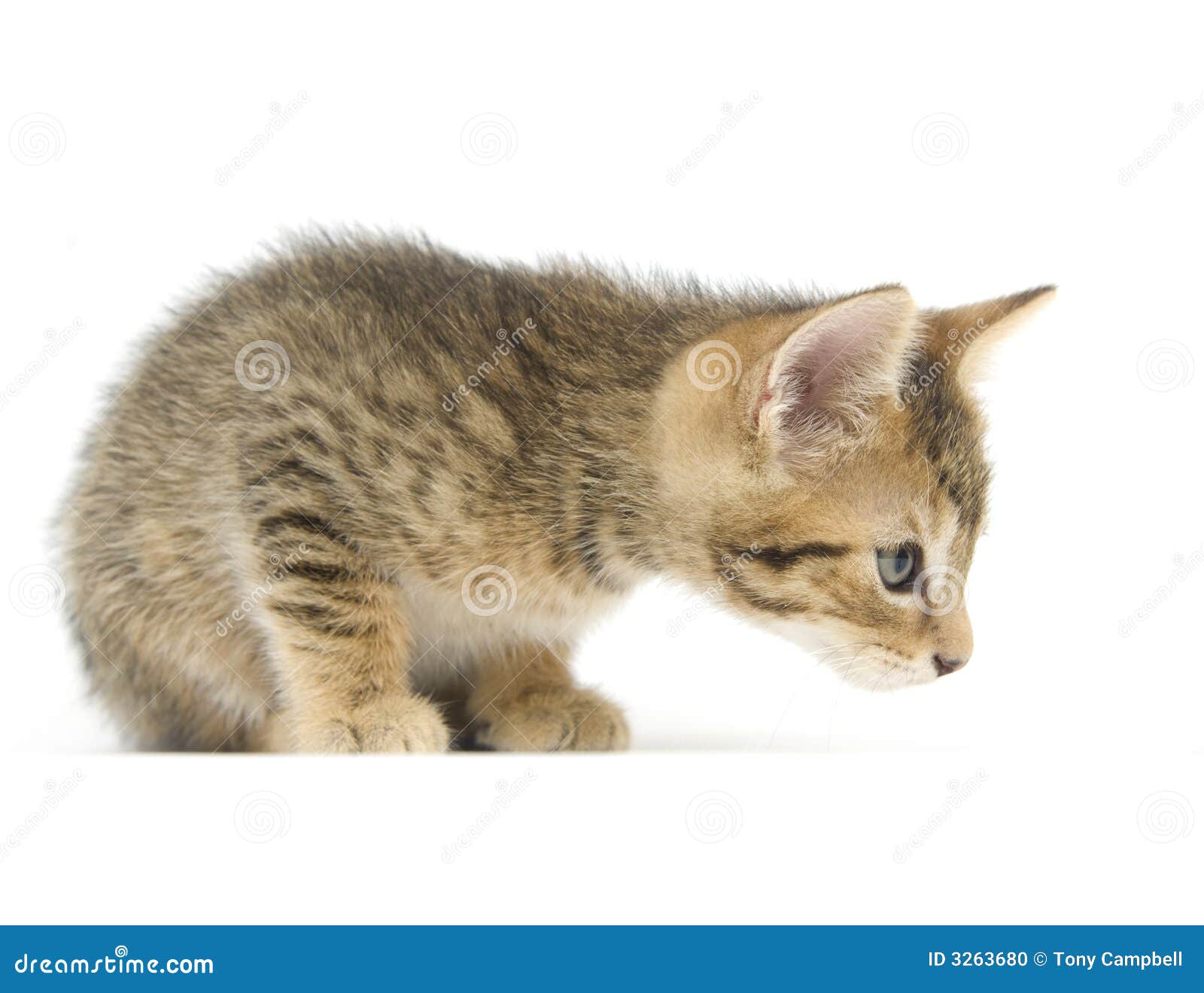 Tabby kitten sniffing stock photo. Image of nose, companion - 3263680