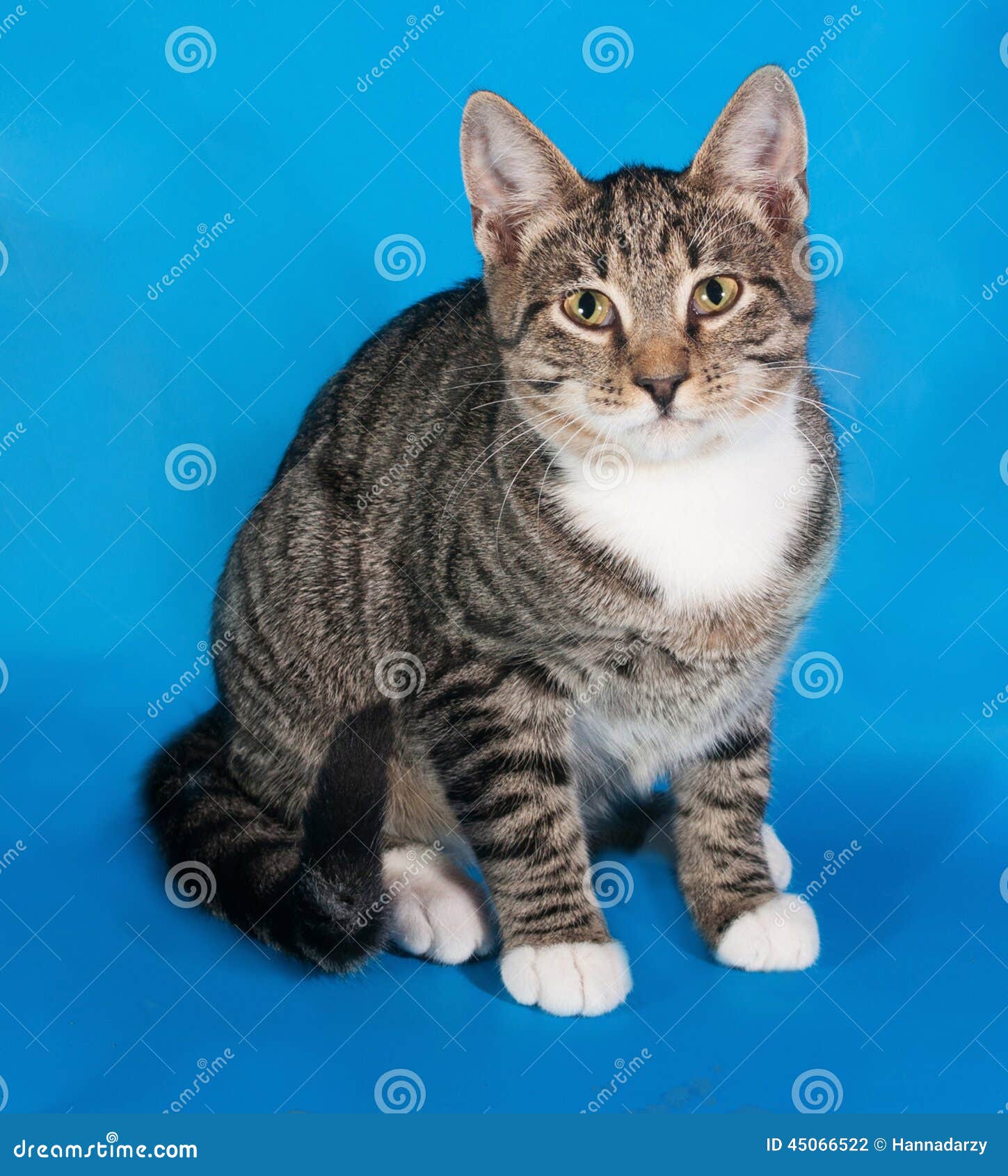 Tabby Kitten with White Spots Sitting on Blue Stock Photo - Image of ...