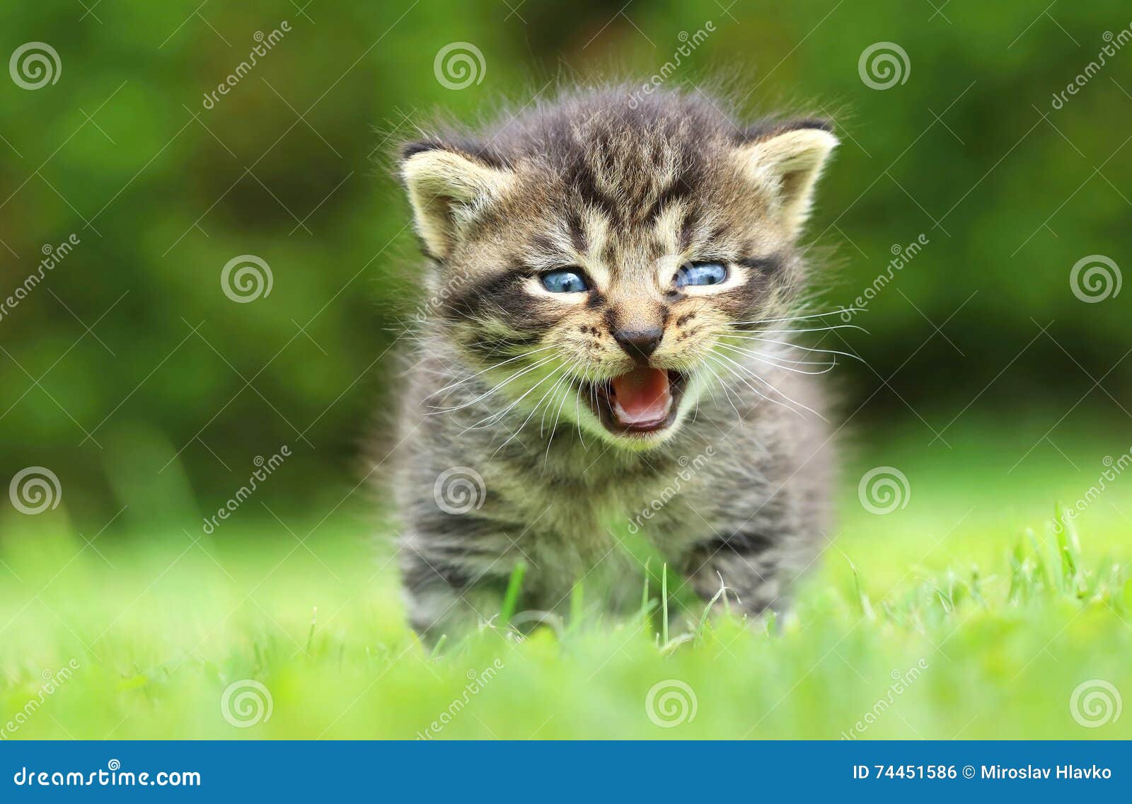 Tabby kitty mewing stock photo. Image of tiny, kitty - 74451586