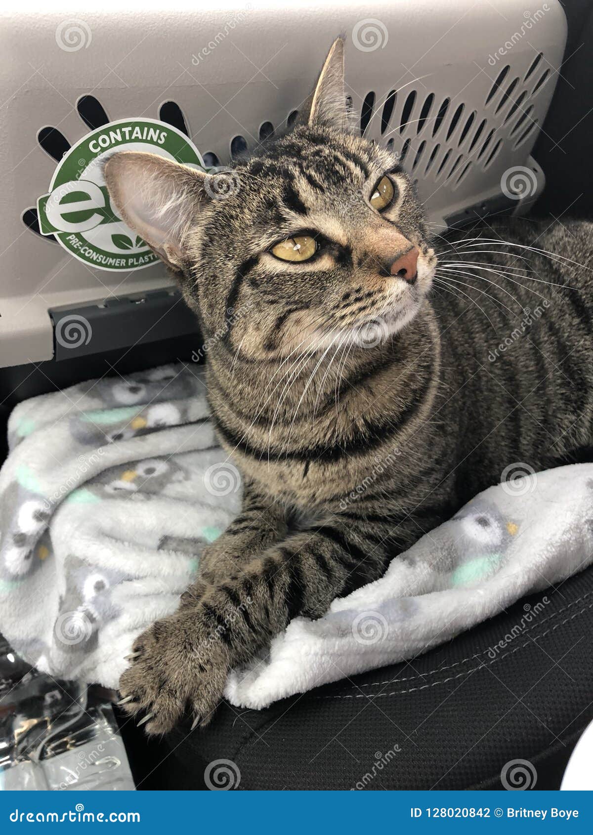 Tabby Kitty stock photo. Image of china, tabby, kitty - 128020842