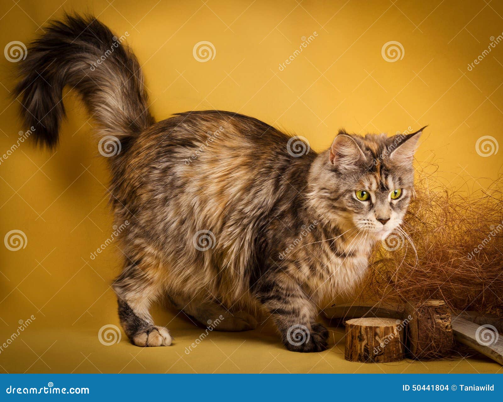 Tabby Maine Coon Cat on Yellow Background Stock Photo - Image of pretty ...